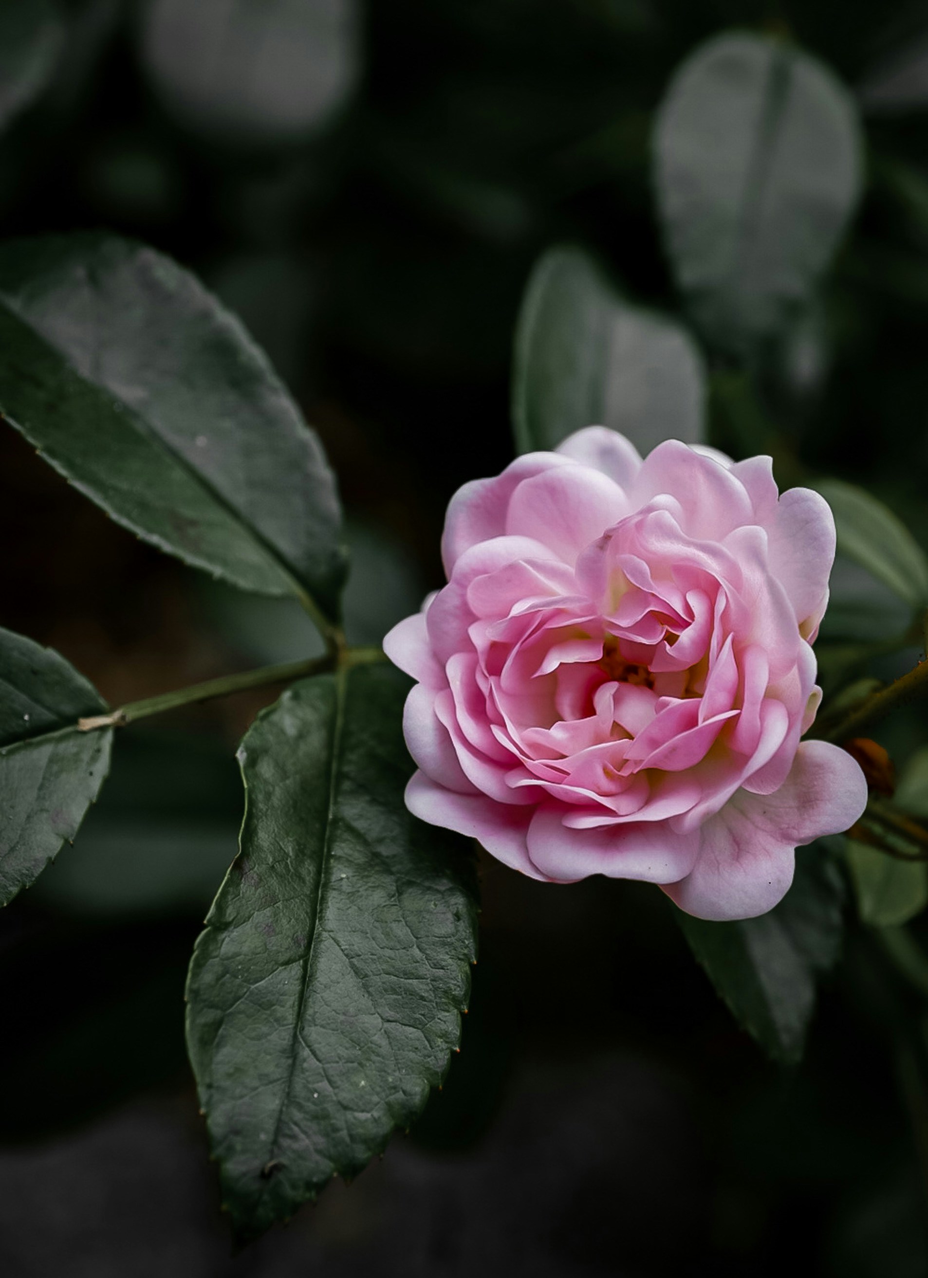 Pink Rose in Focus: Quiet Beauty Amid Dark Foliage