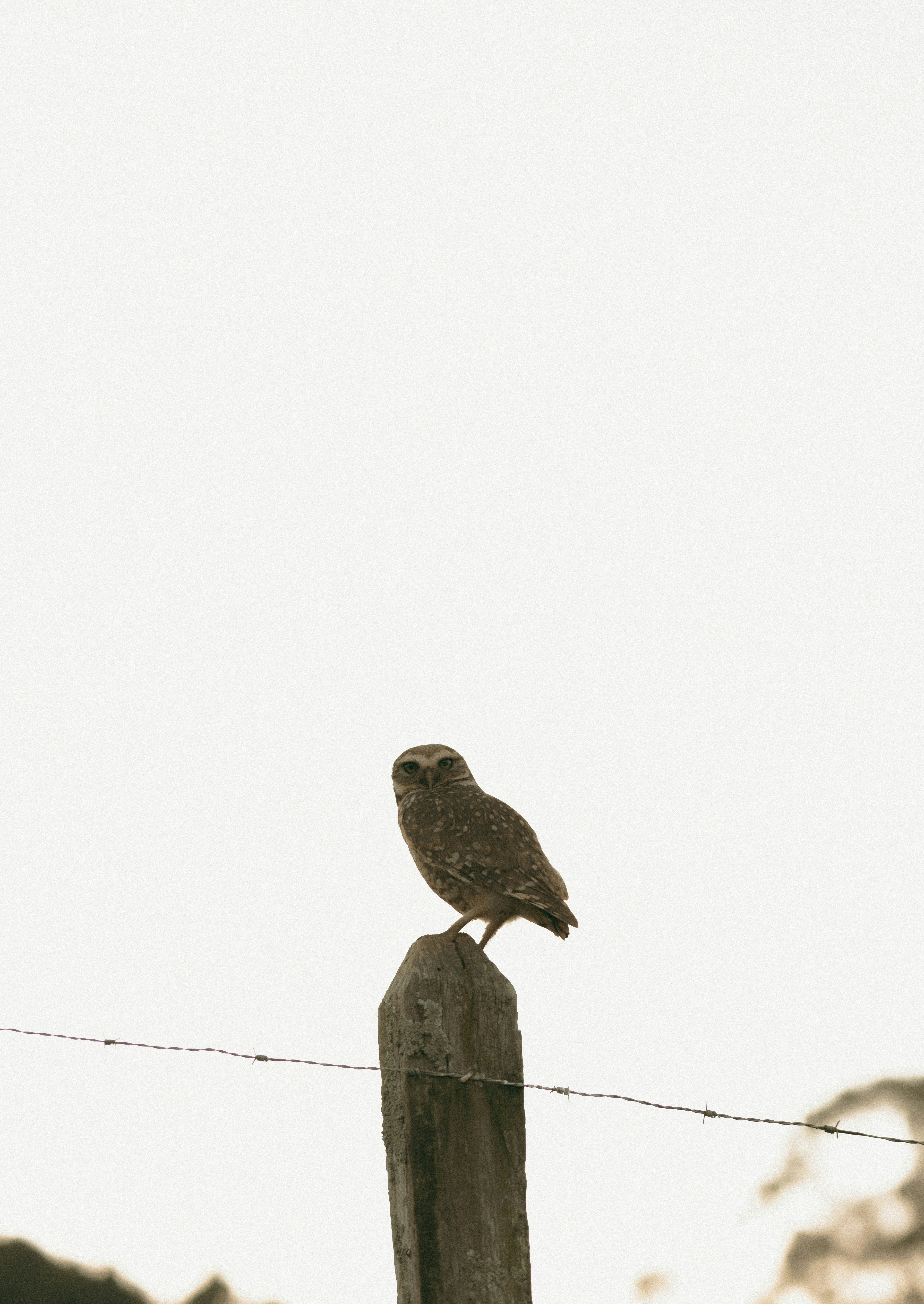Perched Sentinel: A solitary owl on a weathered post