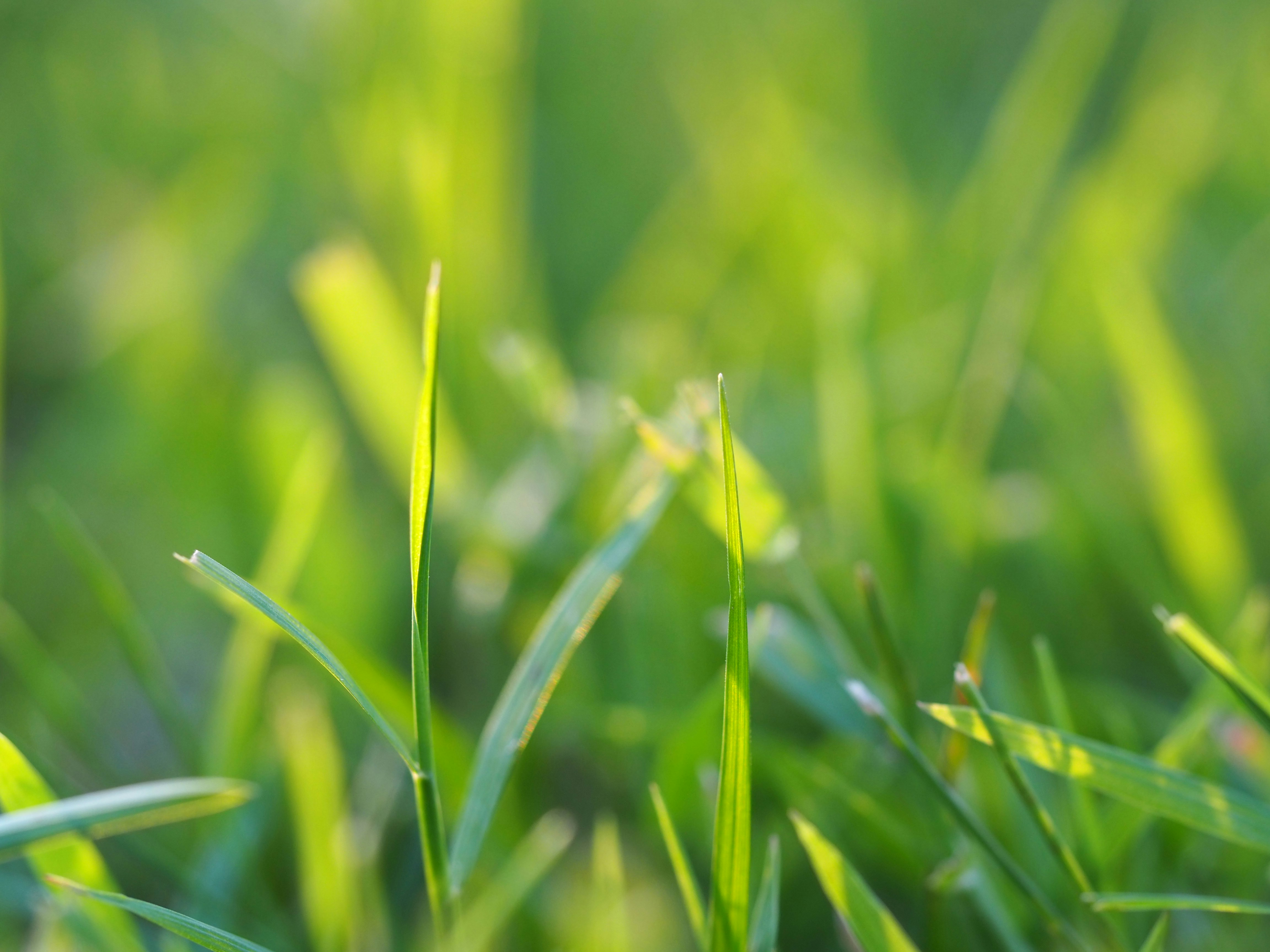 Close-up of sunlit grass blades with a soft bokeh background, emphasizing fresh green tones and dew-like highlights.