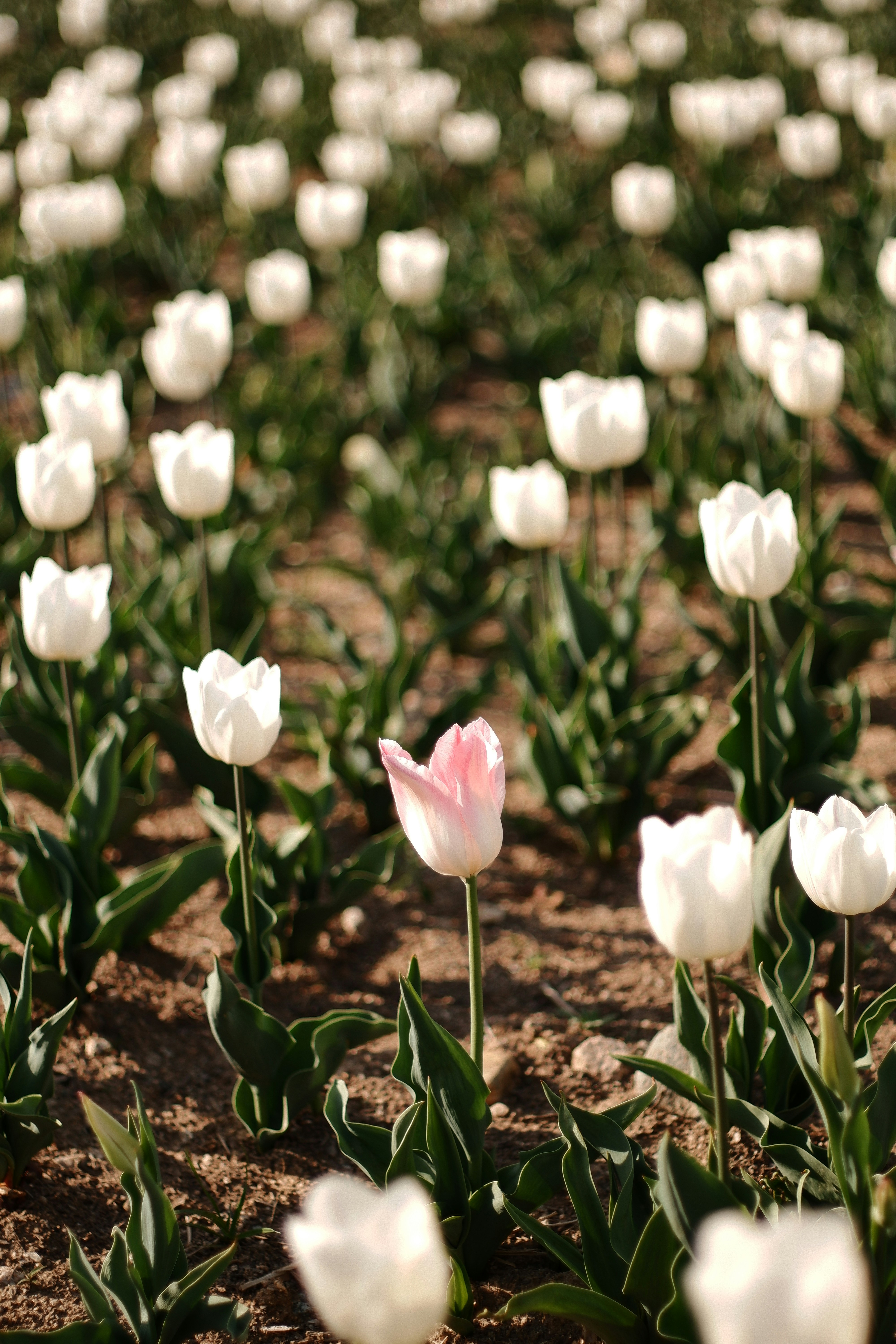 Pastel Petals: A Soft Bloom Field under Spring Sun
