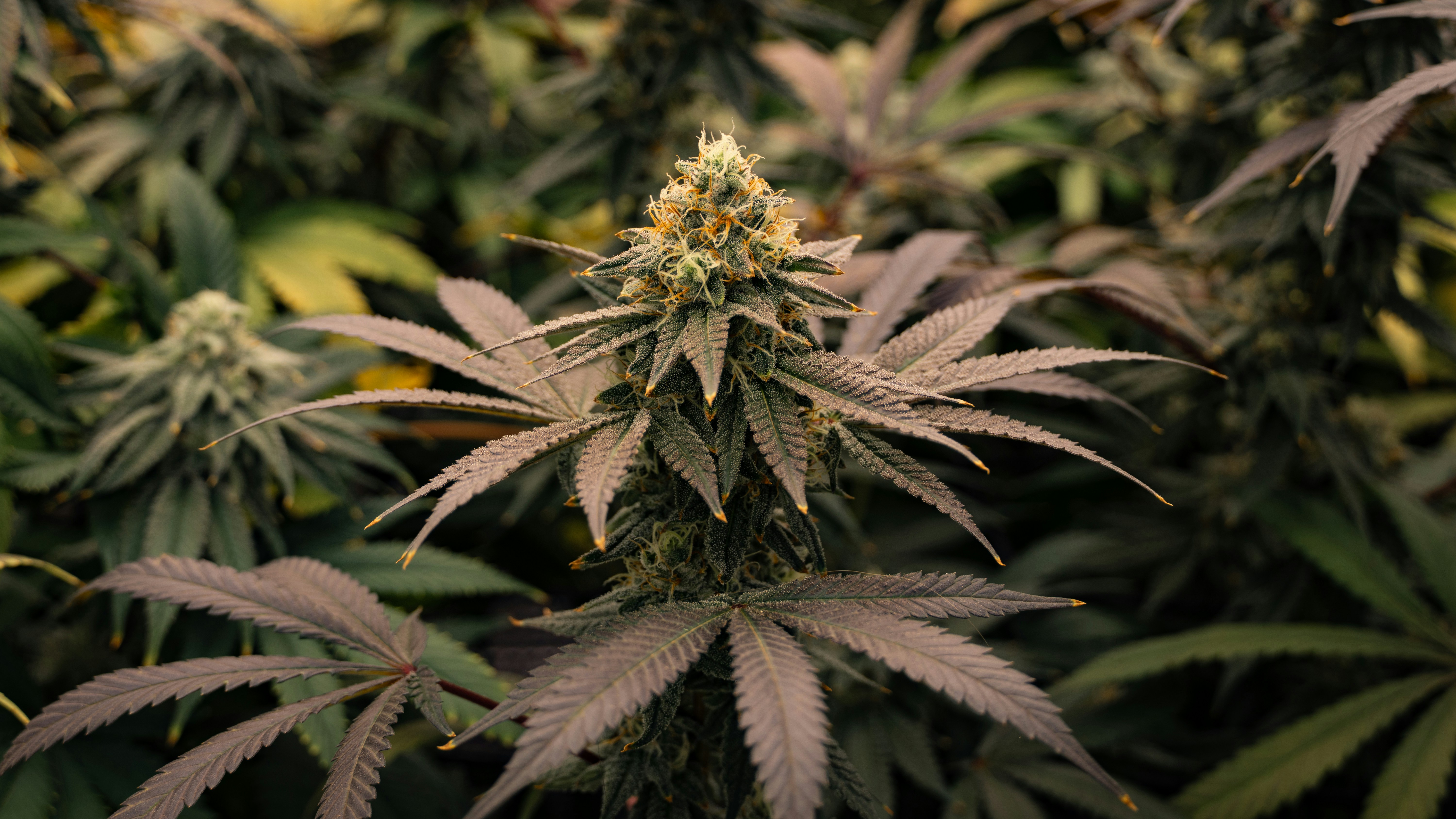 Crowned Bud in a Quiet Cannabis Garden