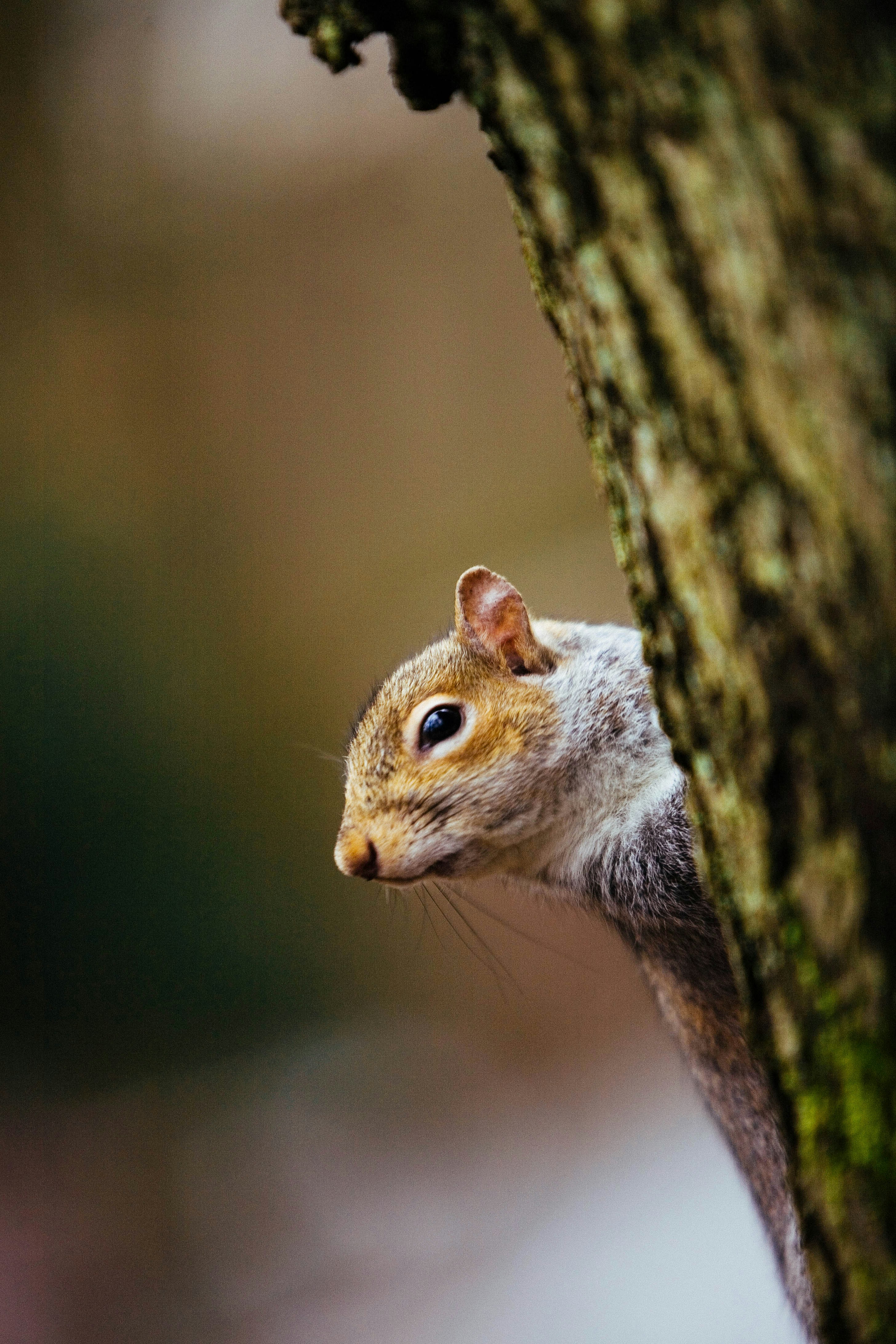 Peek from the Bark: Squirrel Suspecting the World