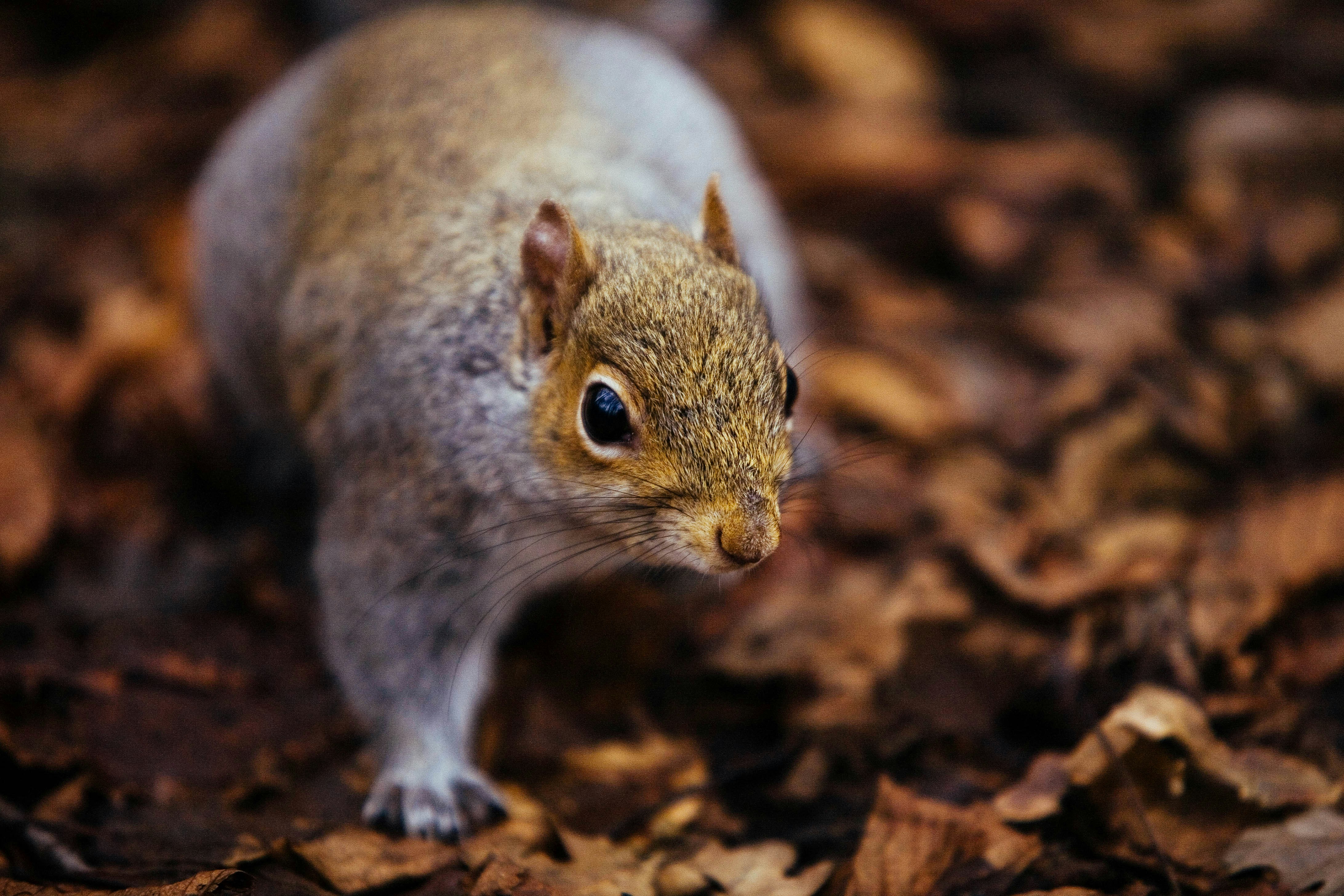 A close-up of a curious ground squirrel on a leaf-strewn forest floor, with warm autumn tones and shallow depth of field.