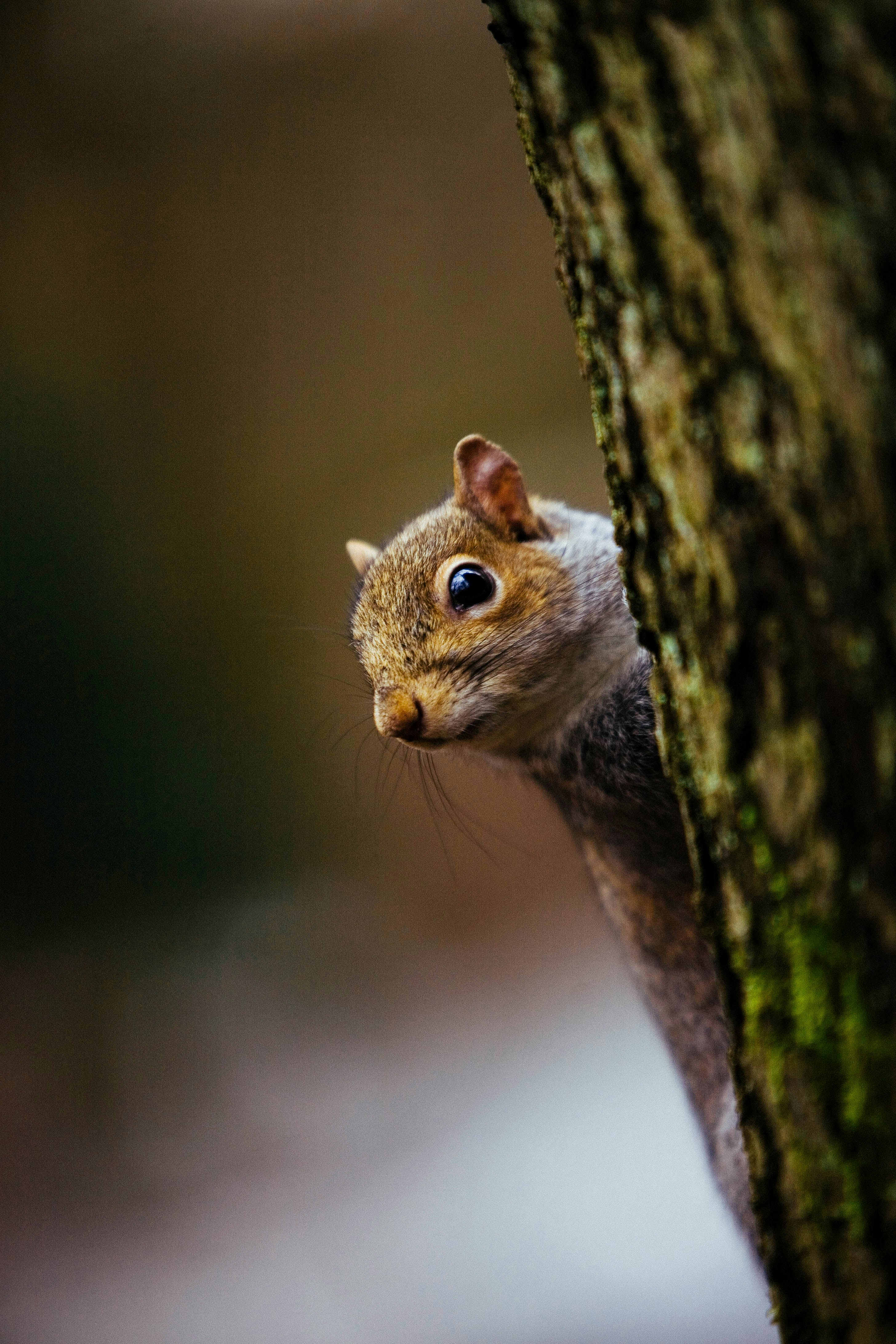 Curious Squirrel Peeking from the Bark