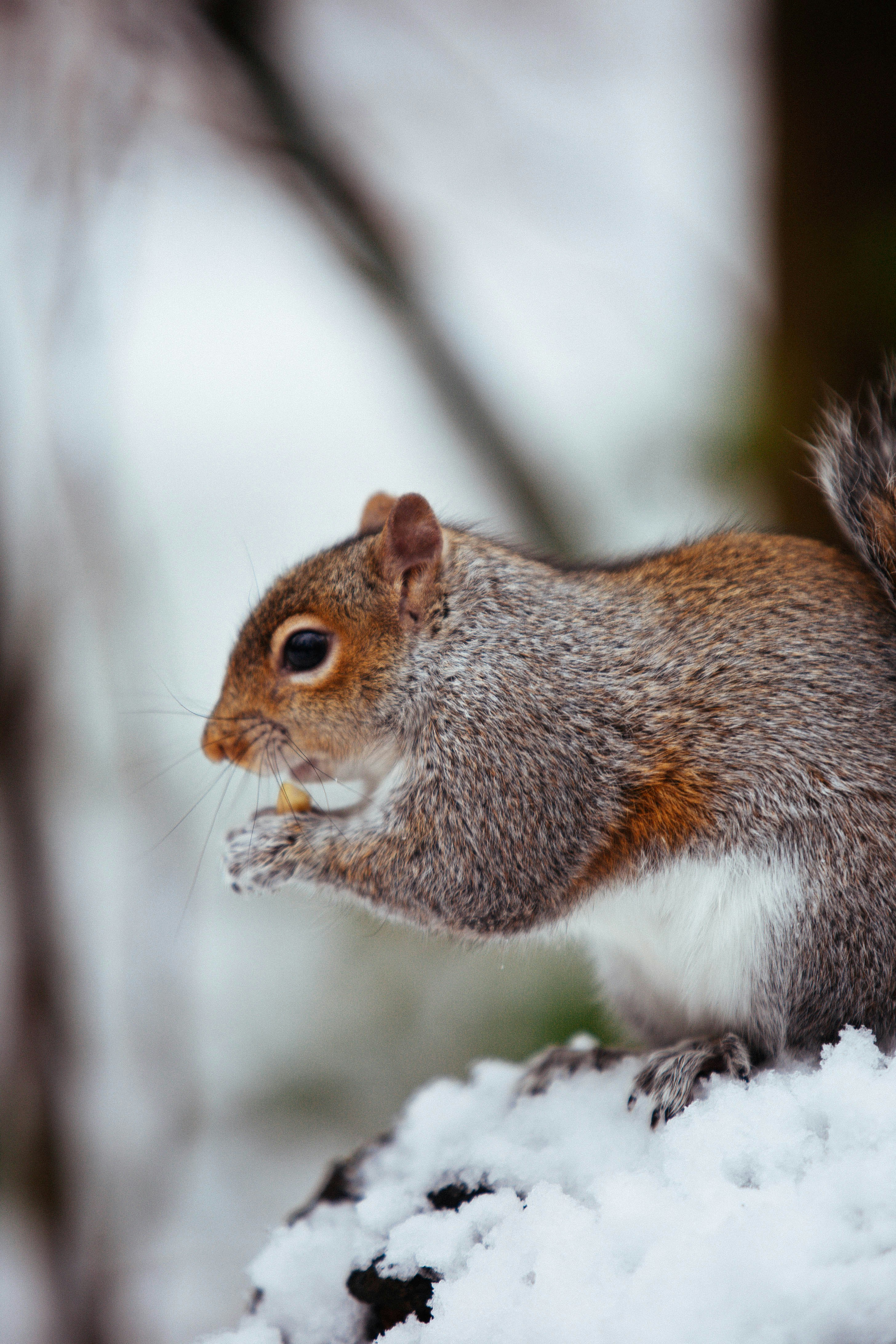 Red Squirrel Pause on Snowy Branch