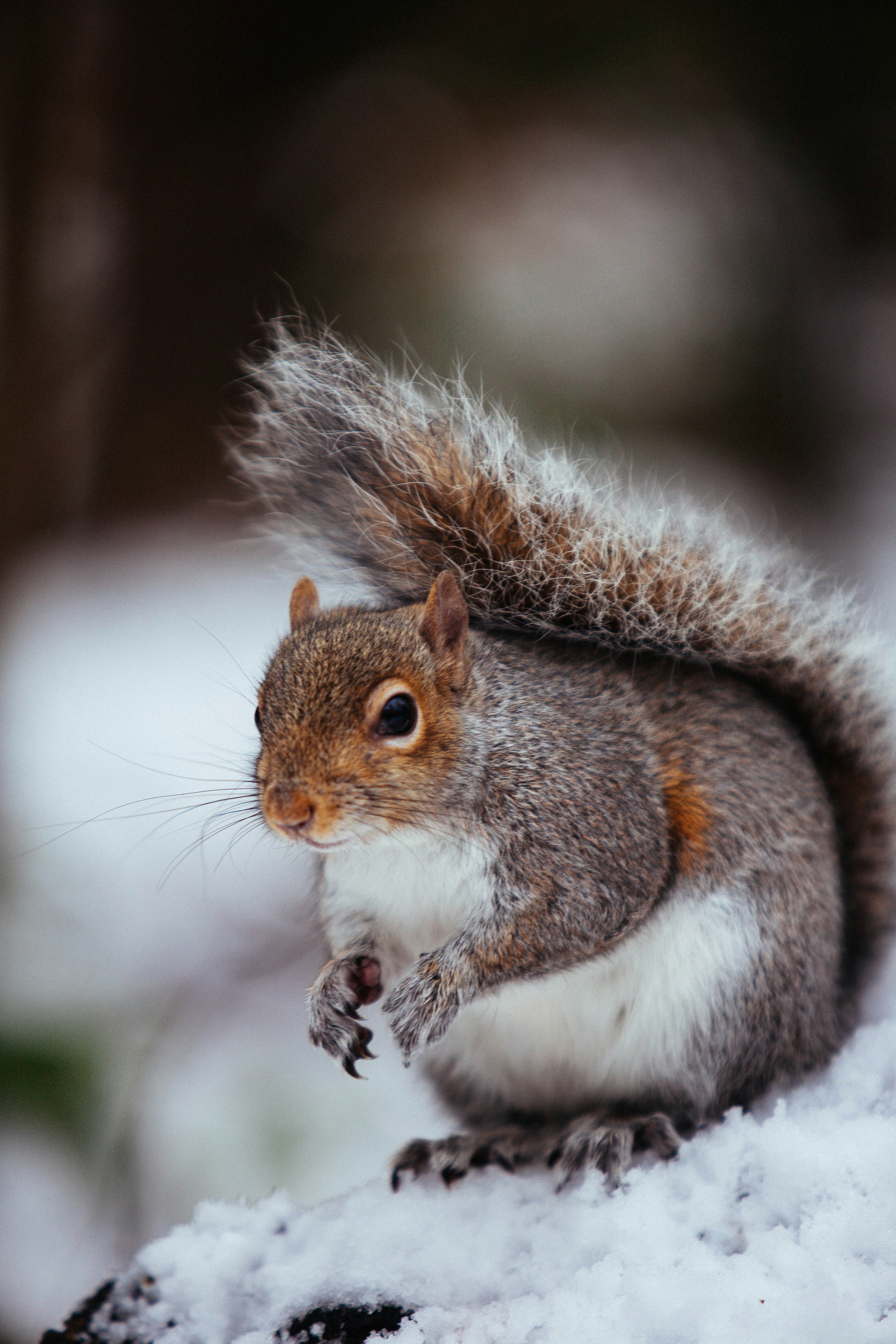 Snowy Standoff: A Squirrel Paused on the Wintry Edge