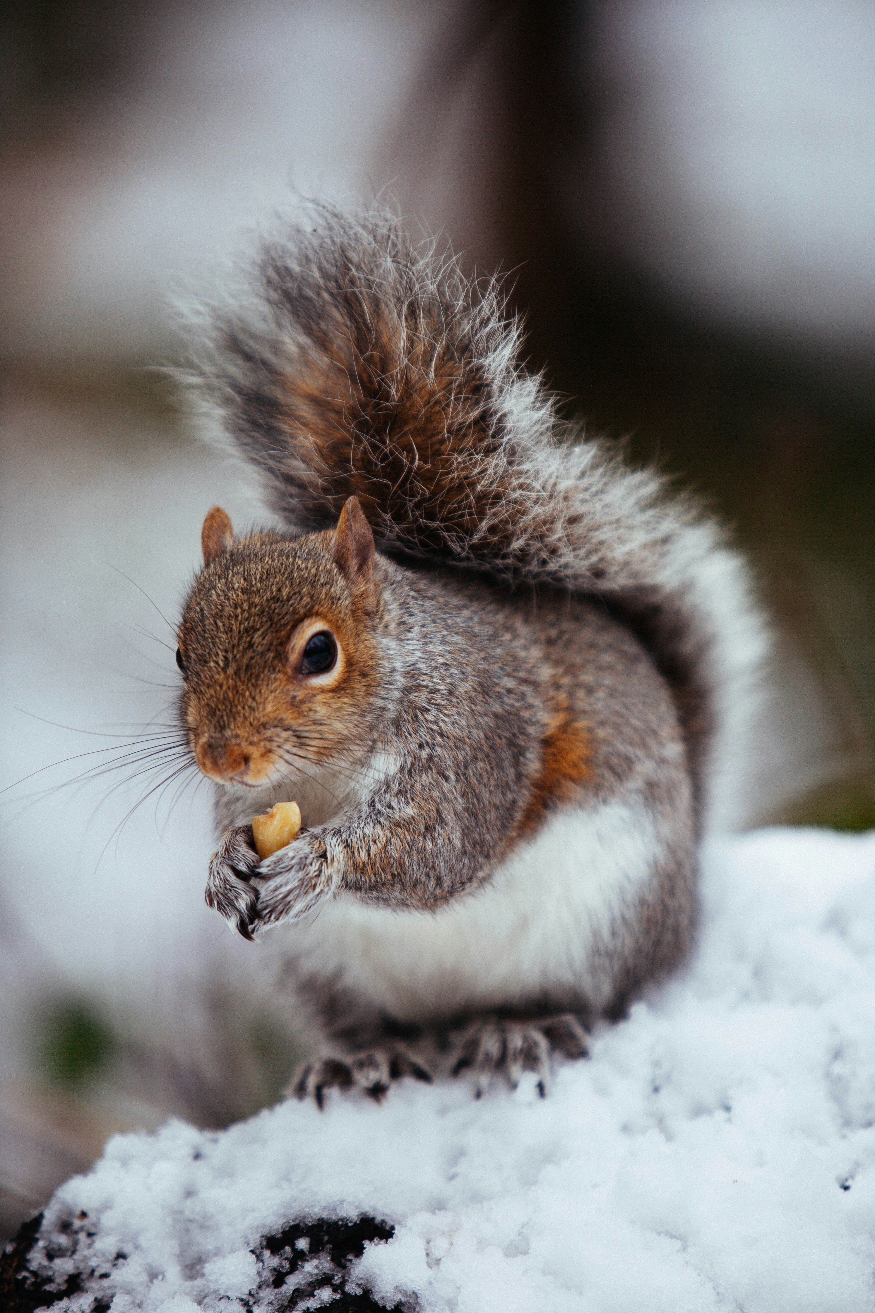 Winter Nutcracker: A Curious Squirrel on Snowy Teller