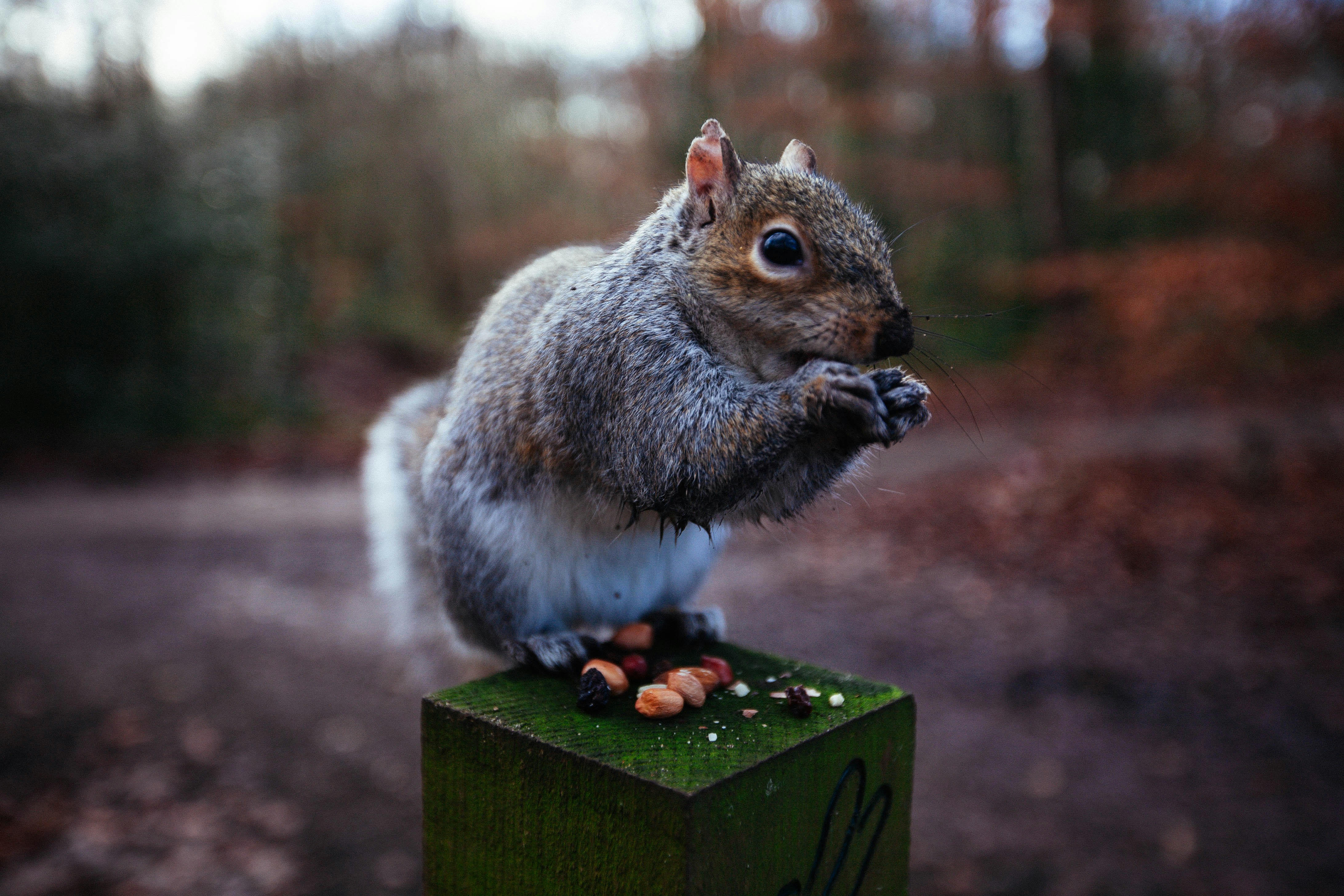 Feast on the Post: a curious squirrel pausing for a nibble