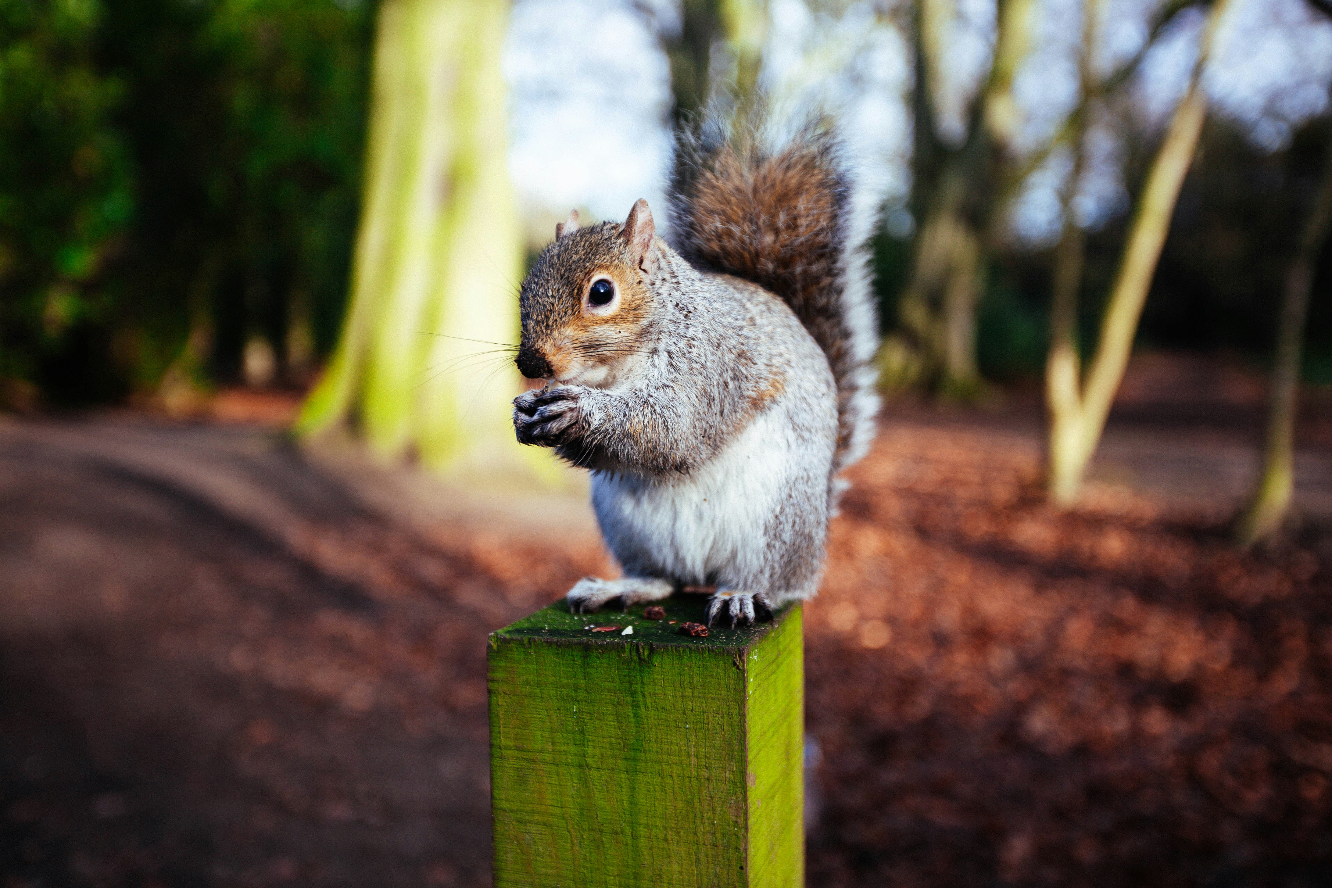 Squirrel Scout on a Mossy Post