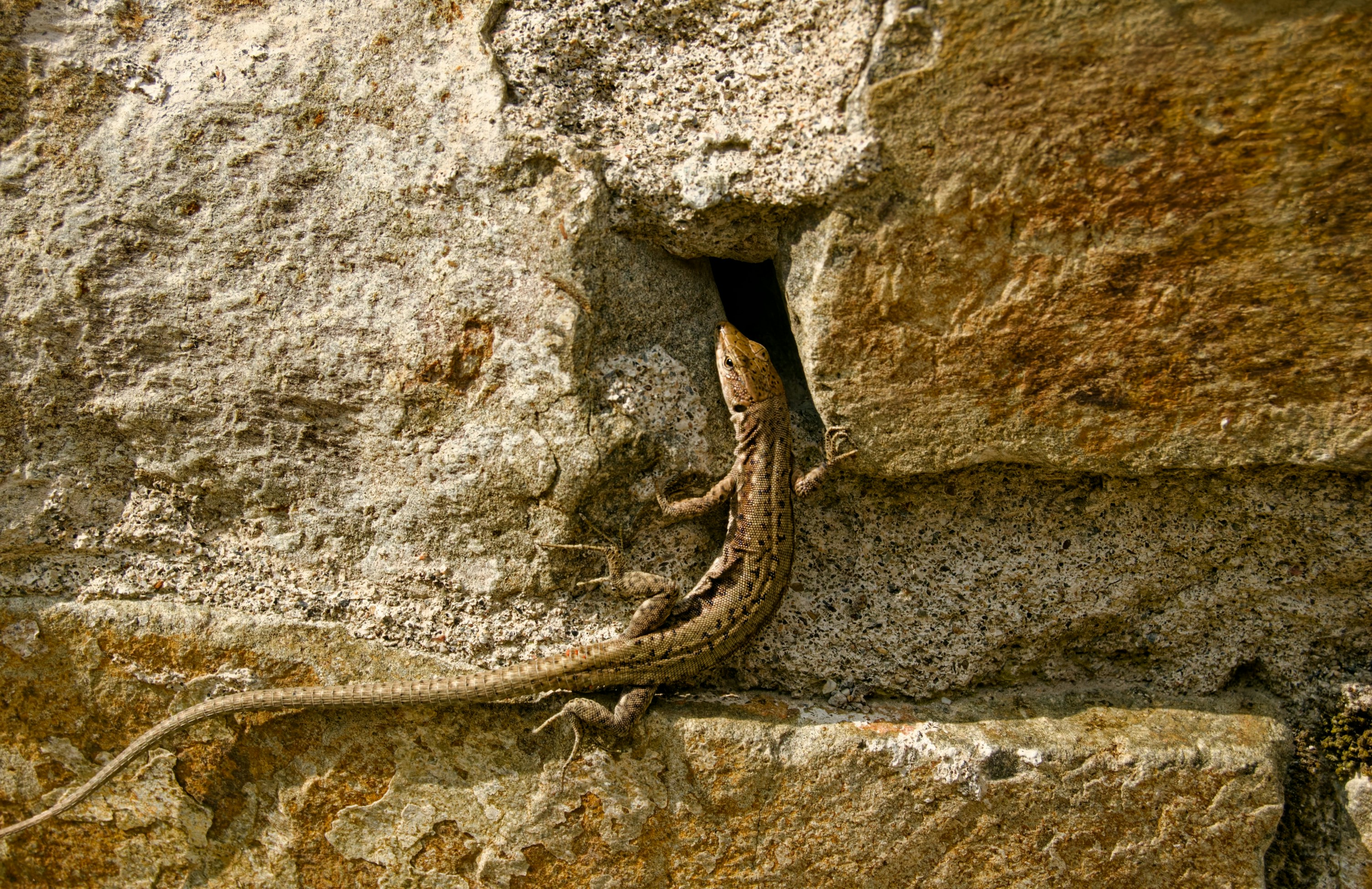 Hidden Lizard Emerging from Stone Crevice