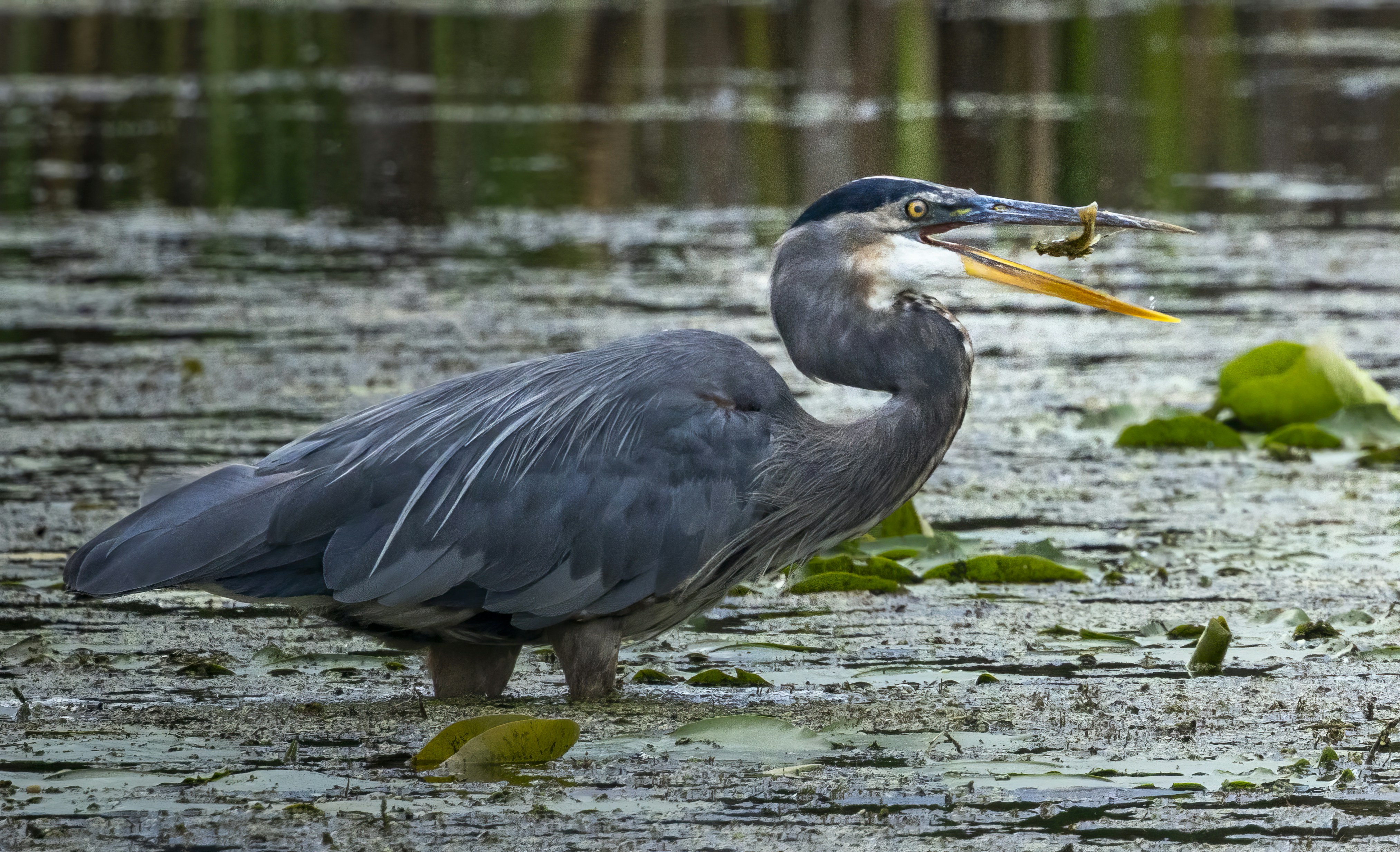 Heron in Still Water, Beaks Wide Open in a Wetland Passage