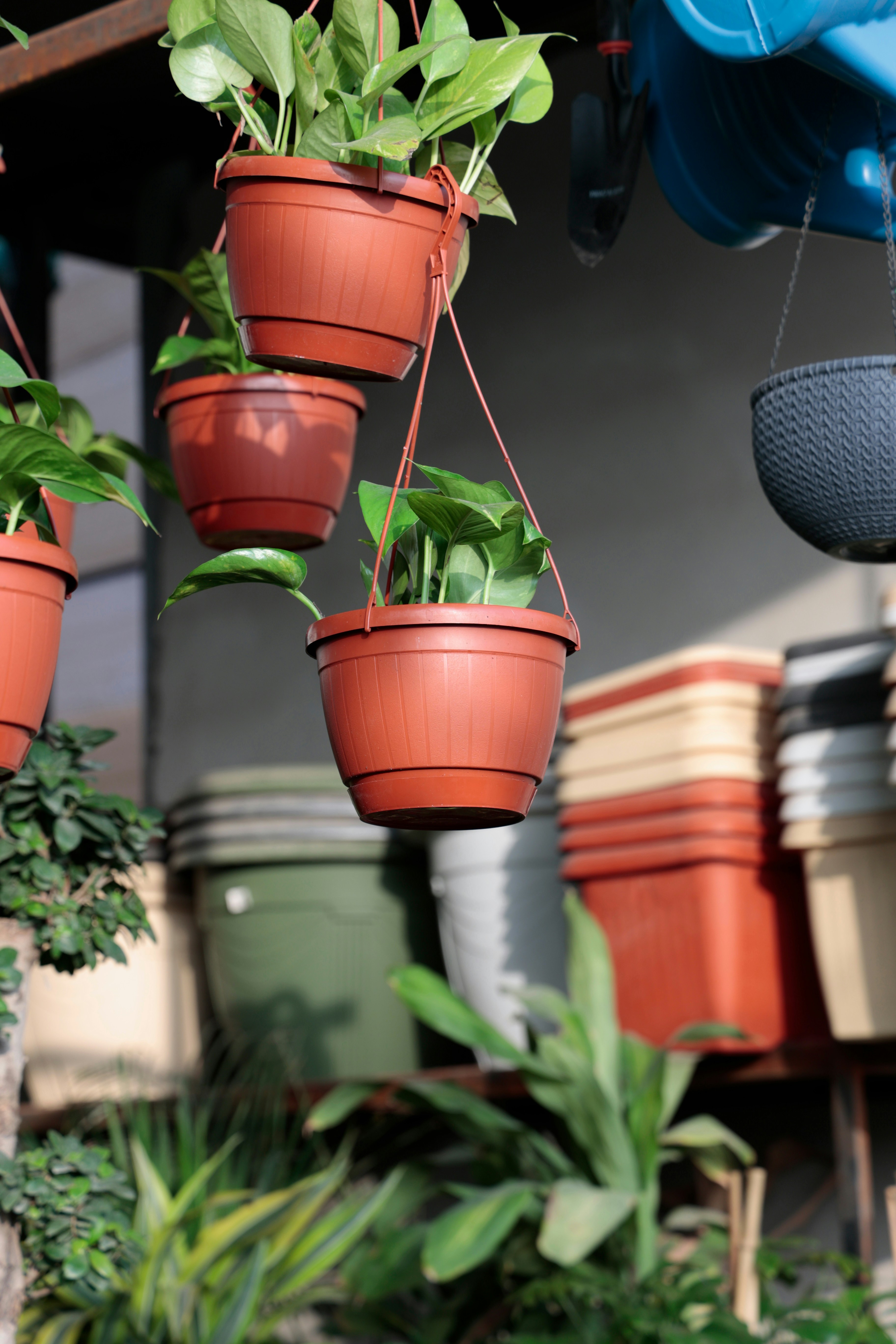 Hanging Terracotta Blooms: A Balcony Garden in Quiet Focus