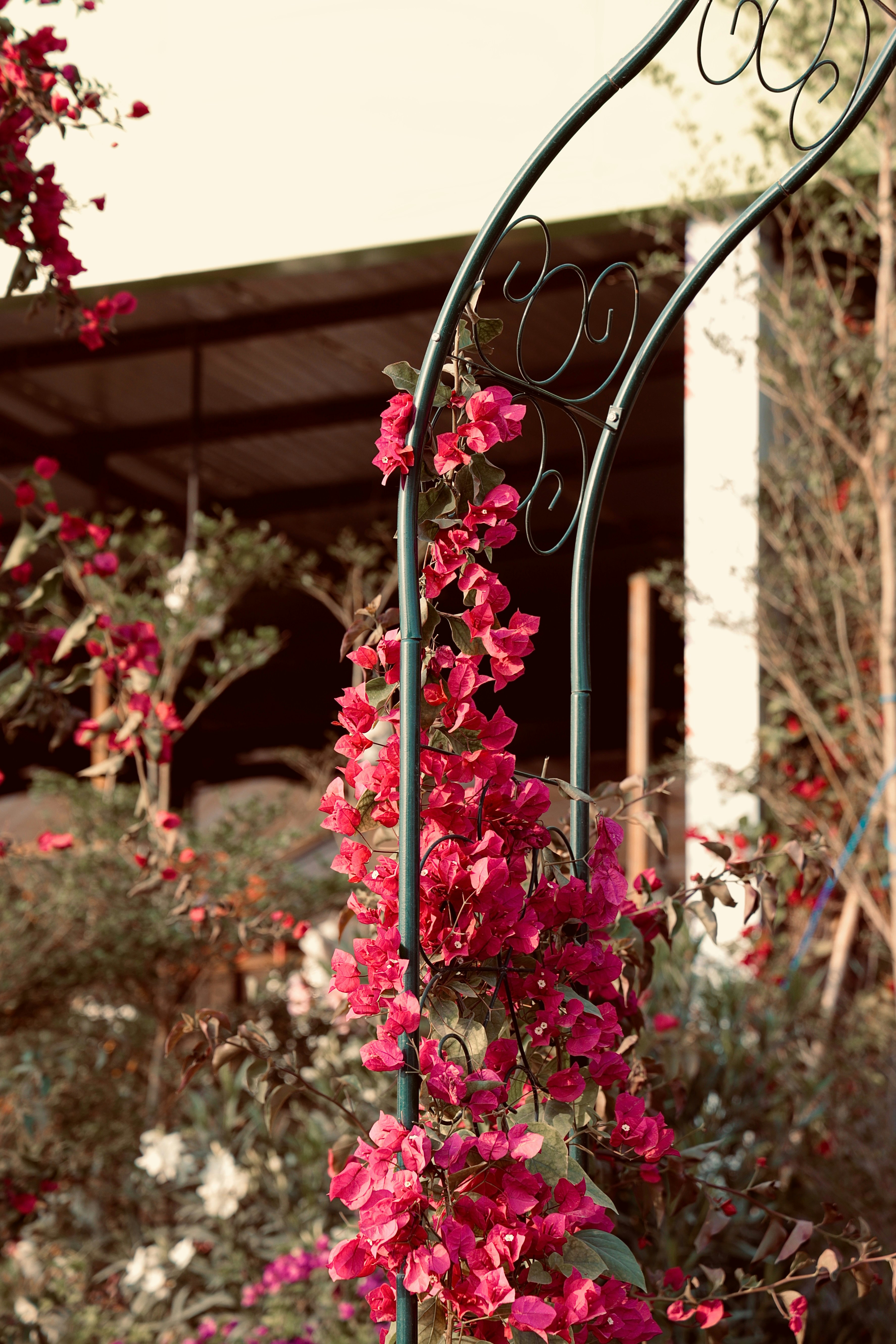 Bougainvillea Archway: Crimson Vines Climbing a Metal Arbor
