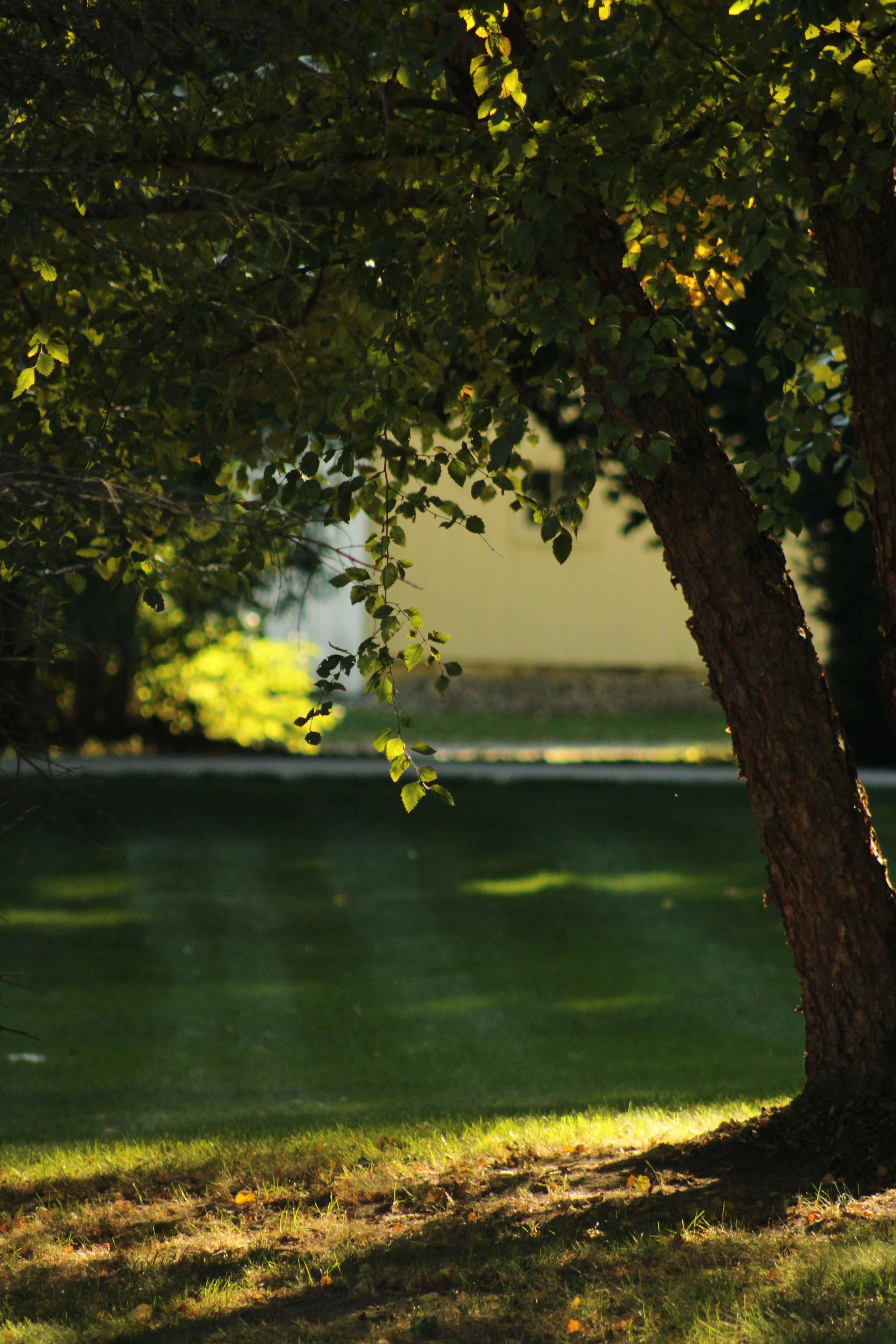 Sunlight filters through a leafy canopy and highlights a sturdy tree trunk on the right, casting a warm glow across the grassy park.