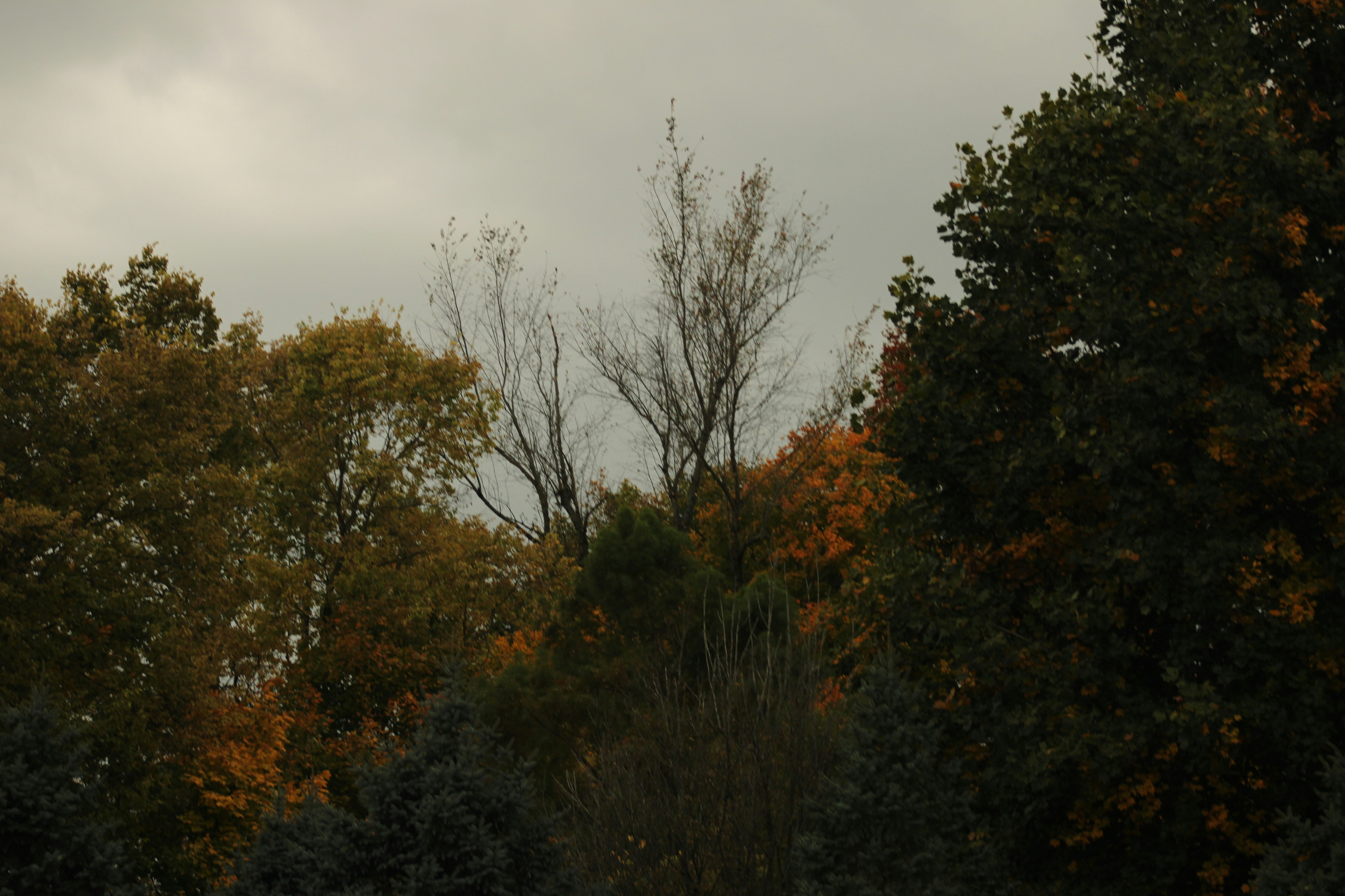 Autumn Canopy Quiet: A Line of Dusk-Tinted Trees