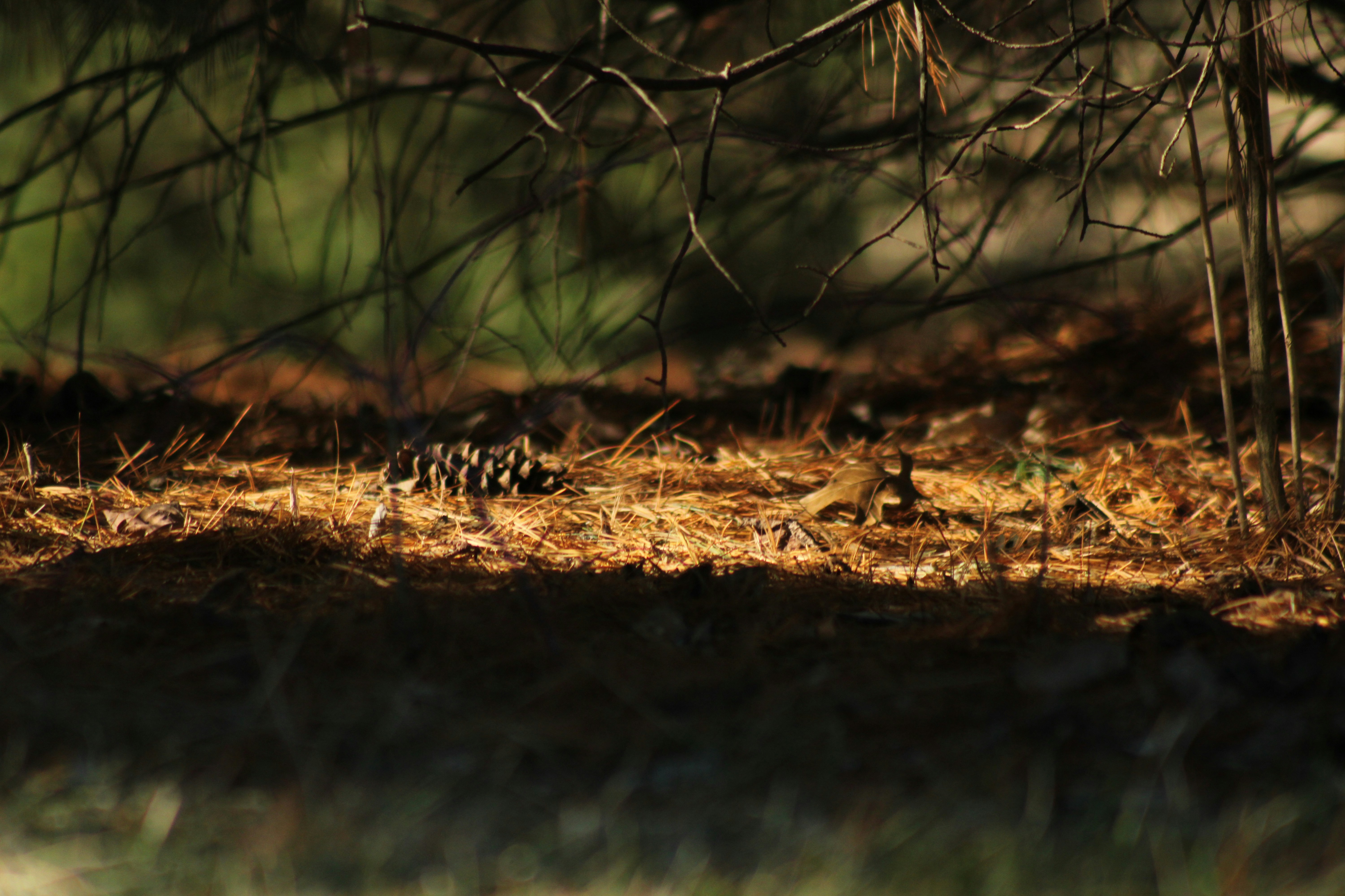 Sunlit Understory: Pine Needle Carpet and Shadowed Ground