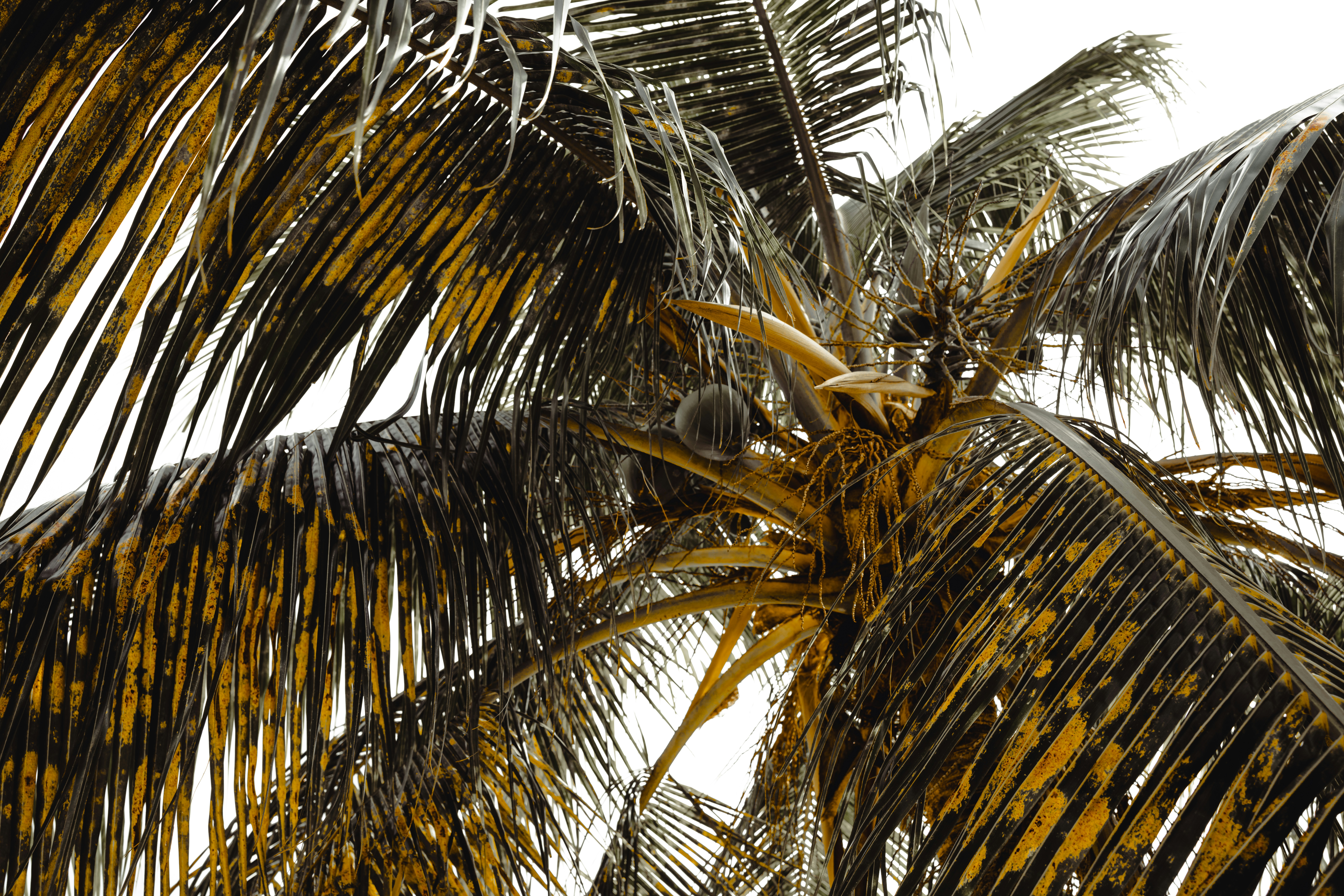 Fronds in Focus: Sunlit Coconut canopy under an overcast sky