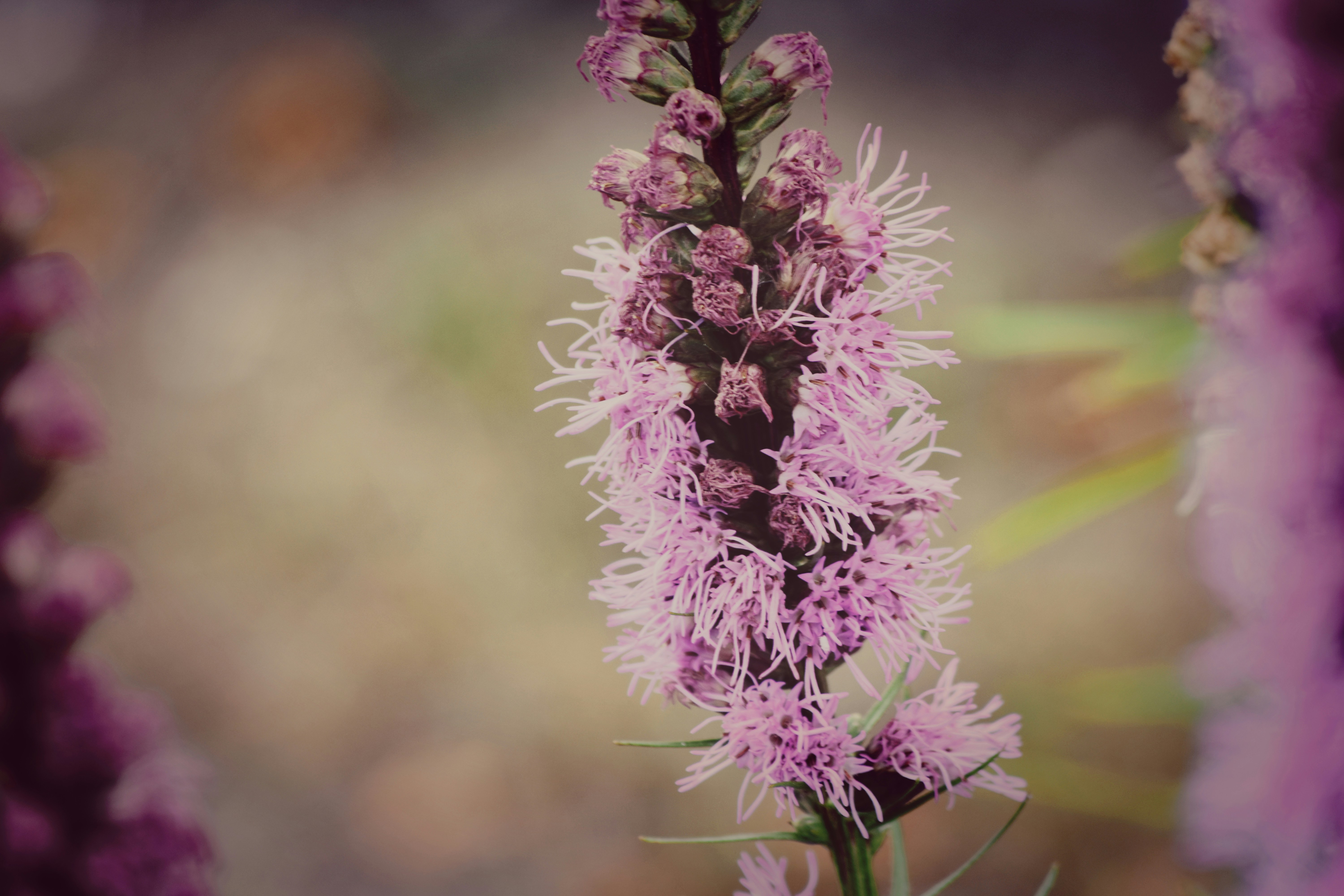 Blooming Spire: a close-up of lavender spike with soft bokeh backdrop