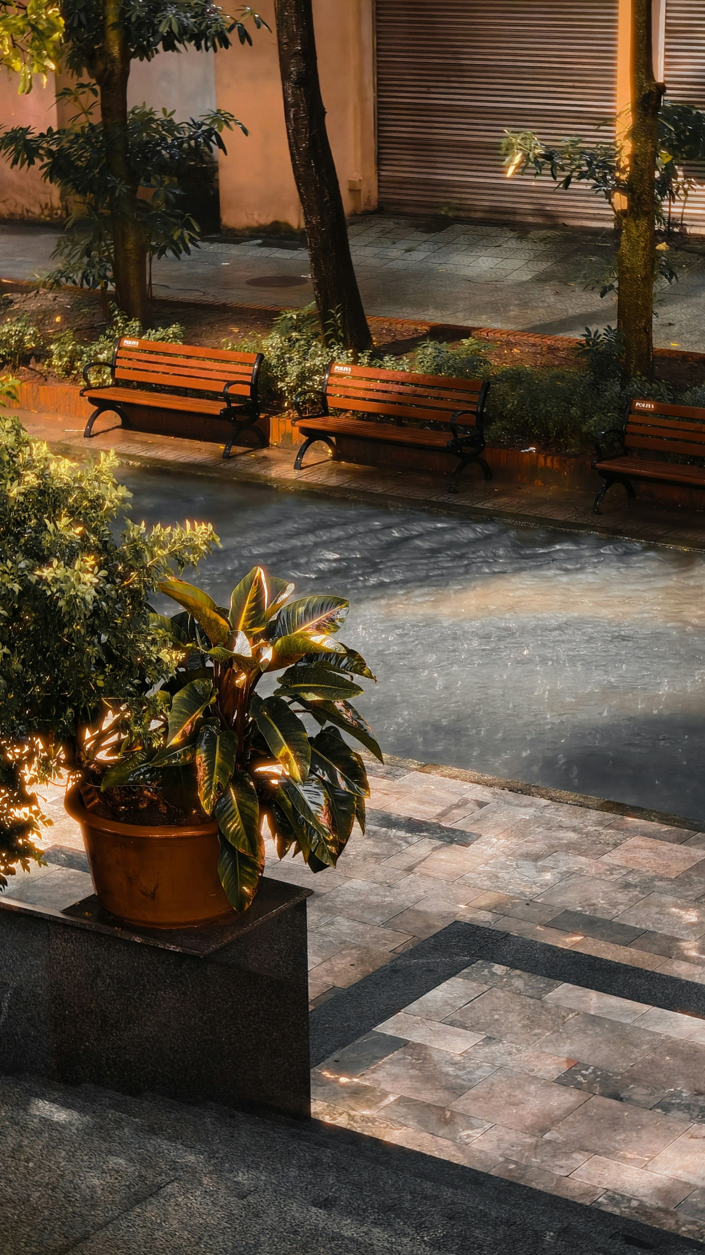 A warmly lit urban plaza scene featuring a large potted plant in the foreground with wooden benches and a water feature in the background.