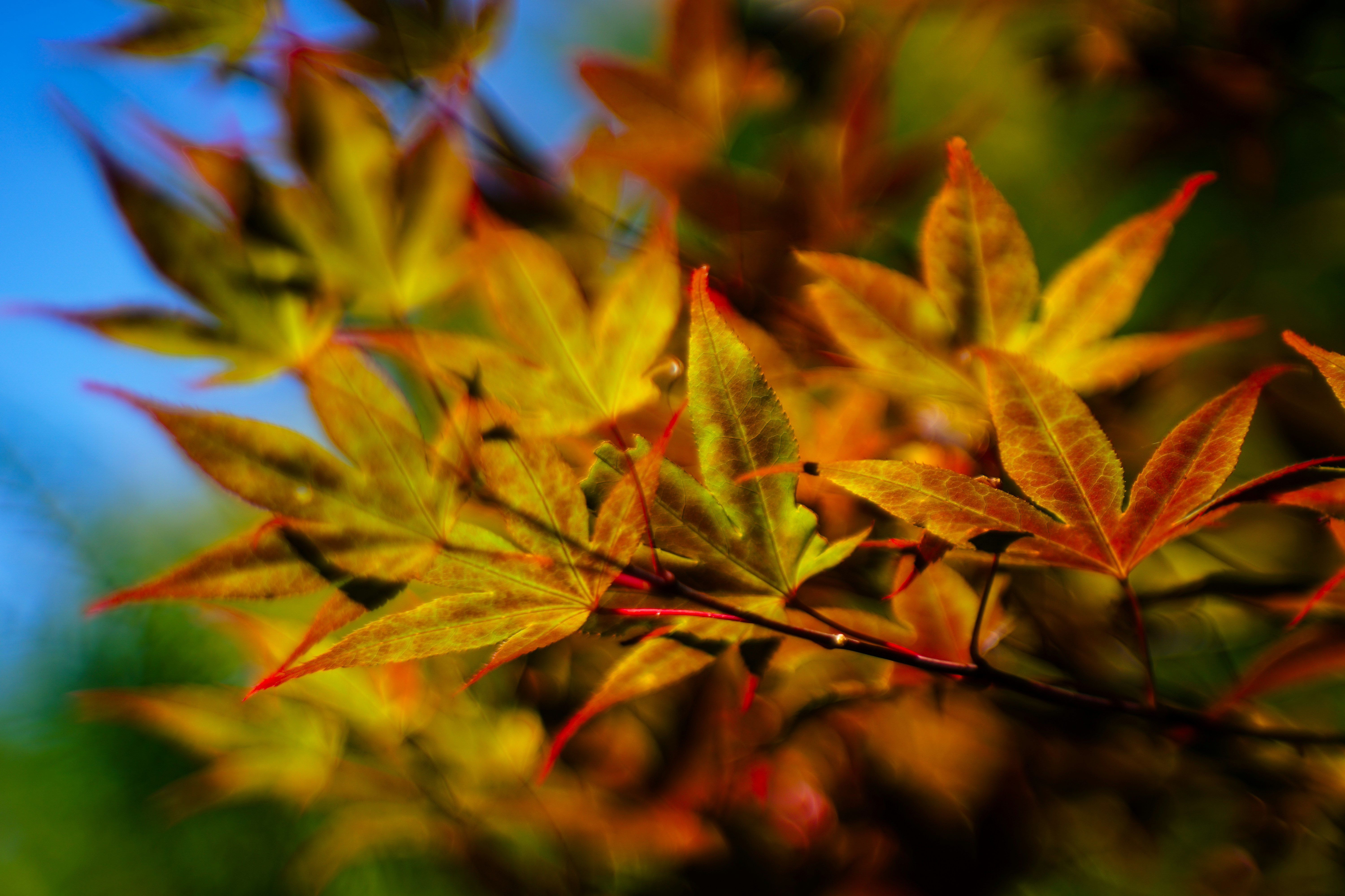 Vibrant autumn leaves glow with warm yellows and oranges along a sunlit branch, set against a soft blue-green background.