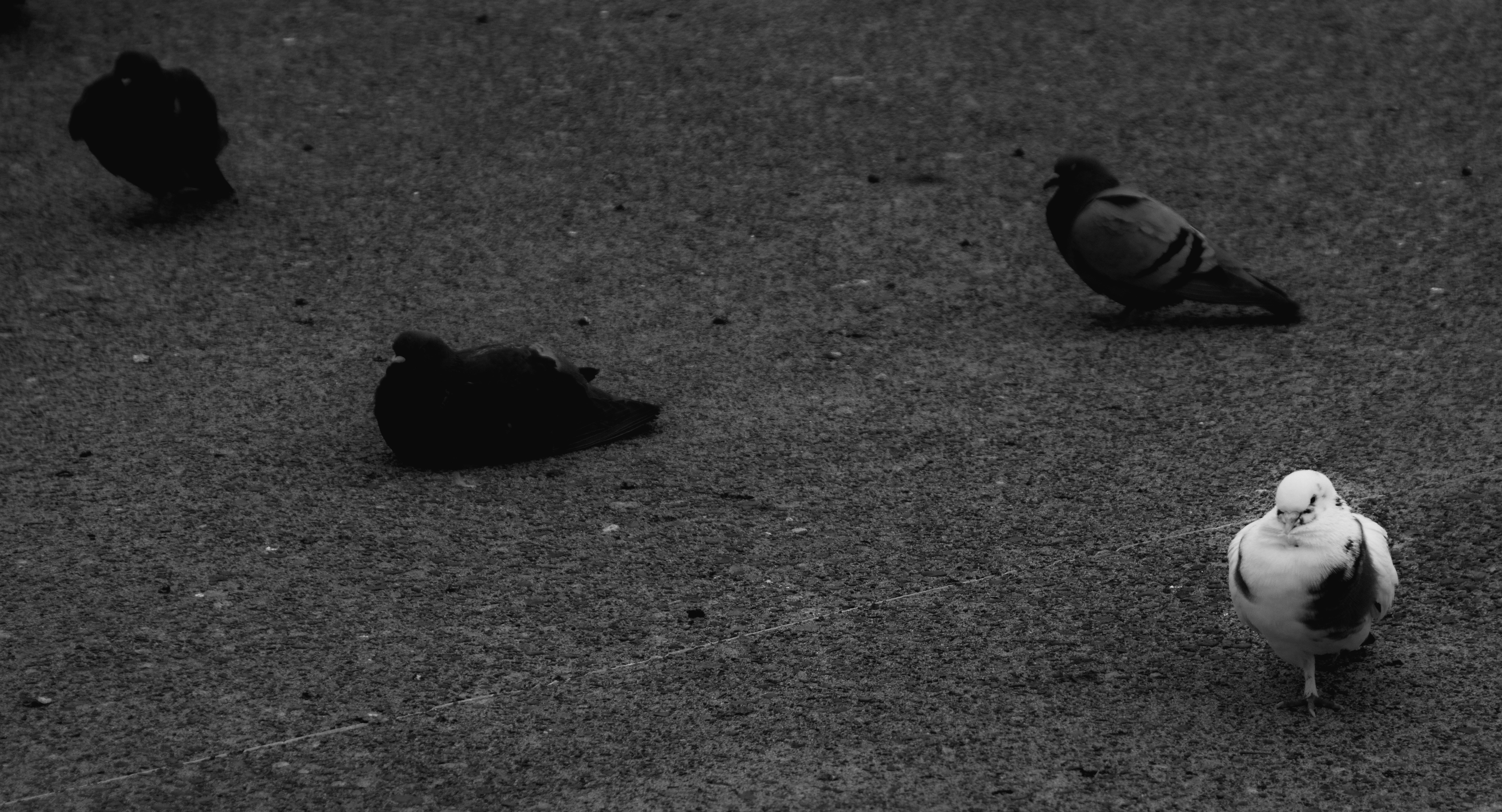 Single White Dove in a Quiet Corner of the Pavement