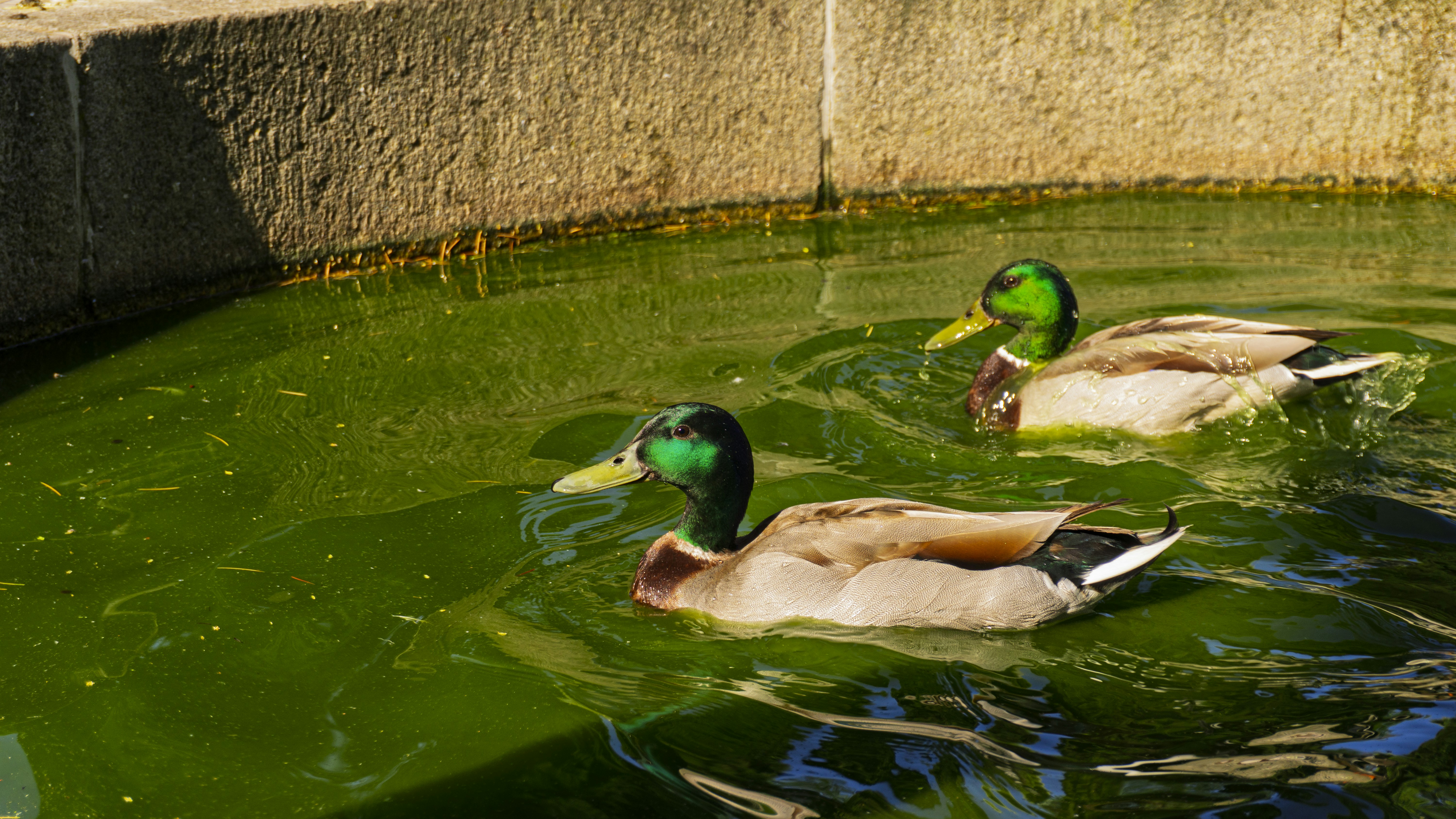 Green-Headed Duo: Ducks Gliding Through Sunlit Green Water