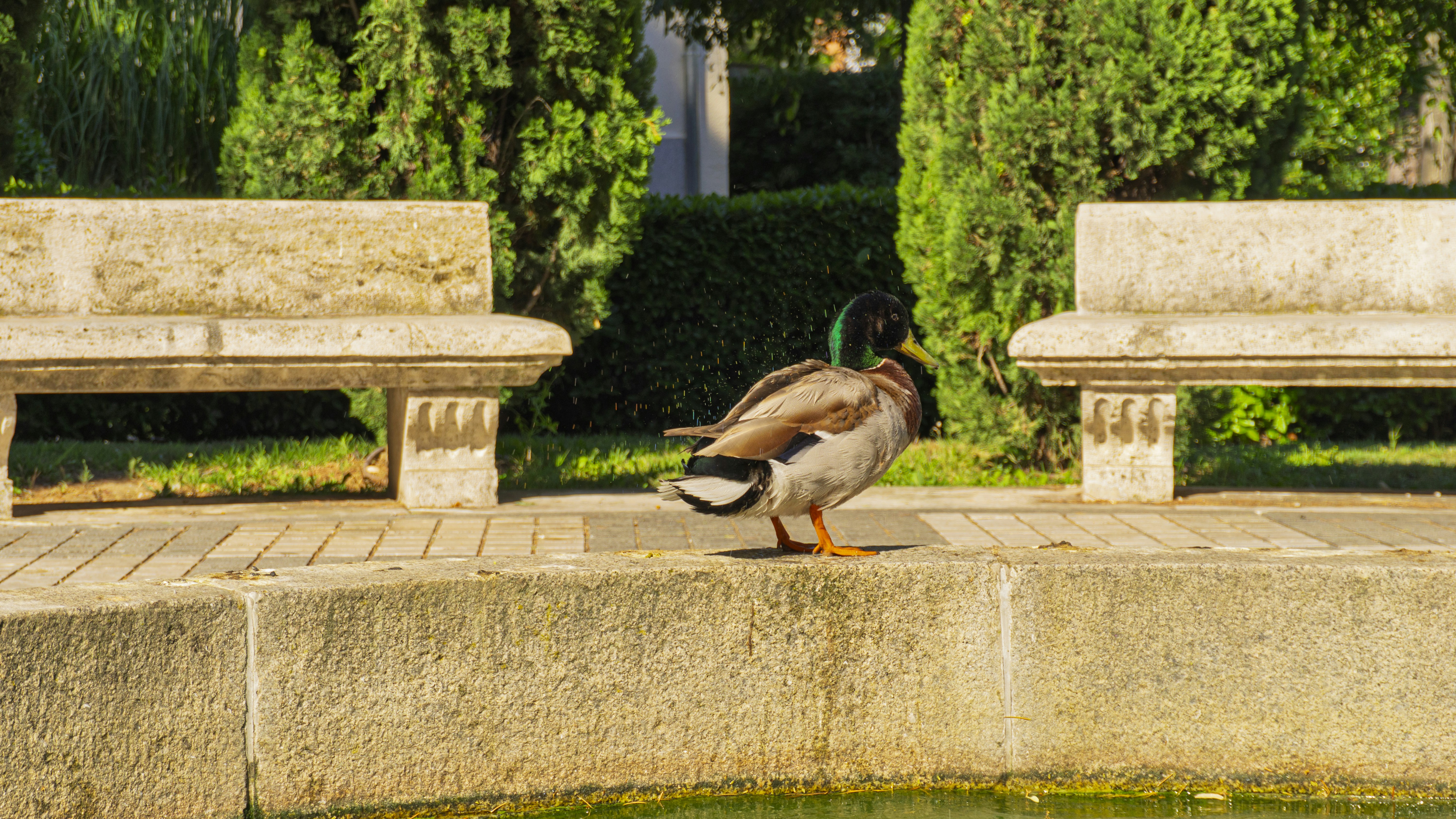 Urban Duck at Rest: A Mallard Straddling Sunlit Stone in a Quiet Garden
