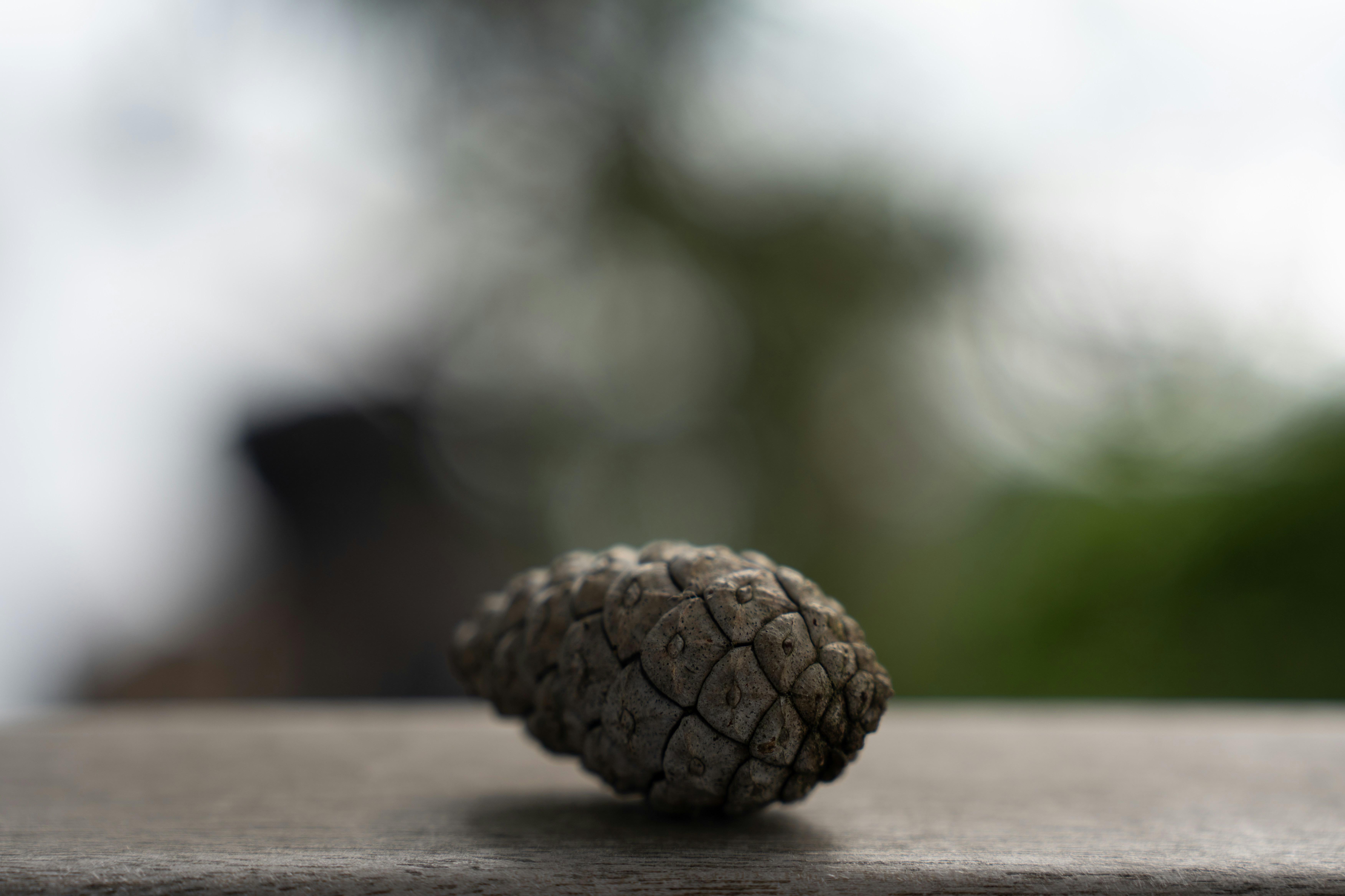 A lone pinecone rests on a textured wooden surface with a soft, blurred natural background.