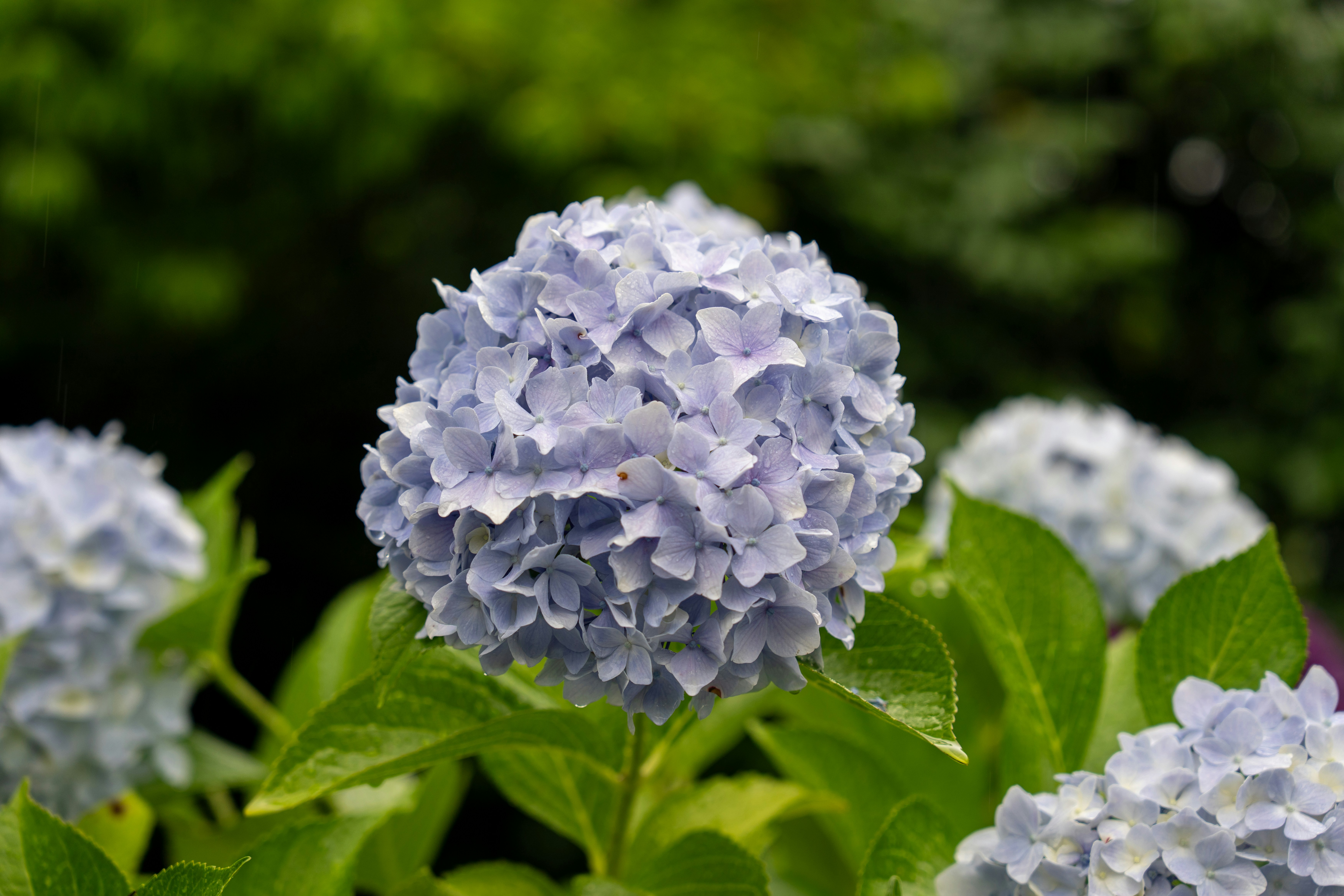 Blue Hydrangea Portrait: A Sphere of Powdery Violet Petals