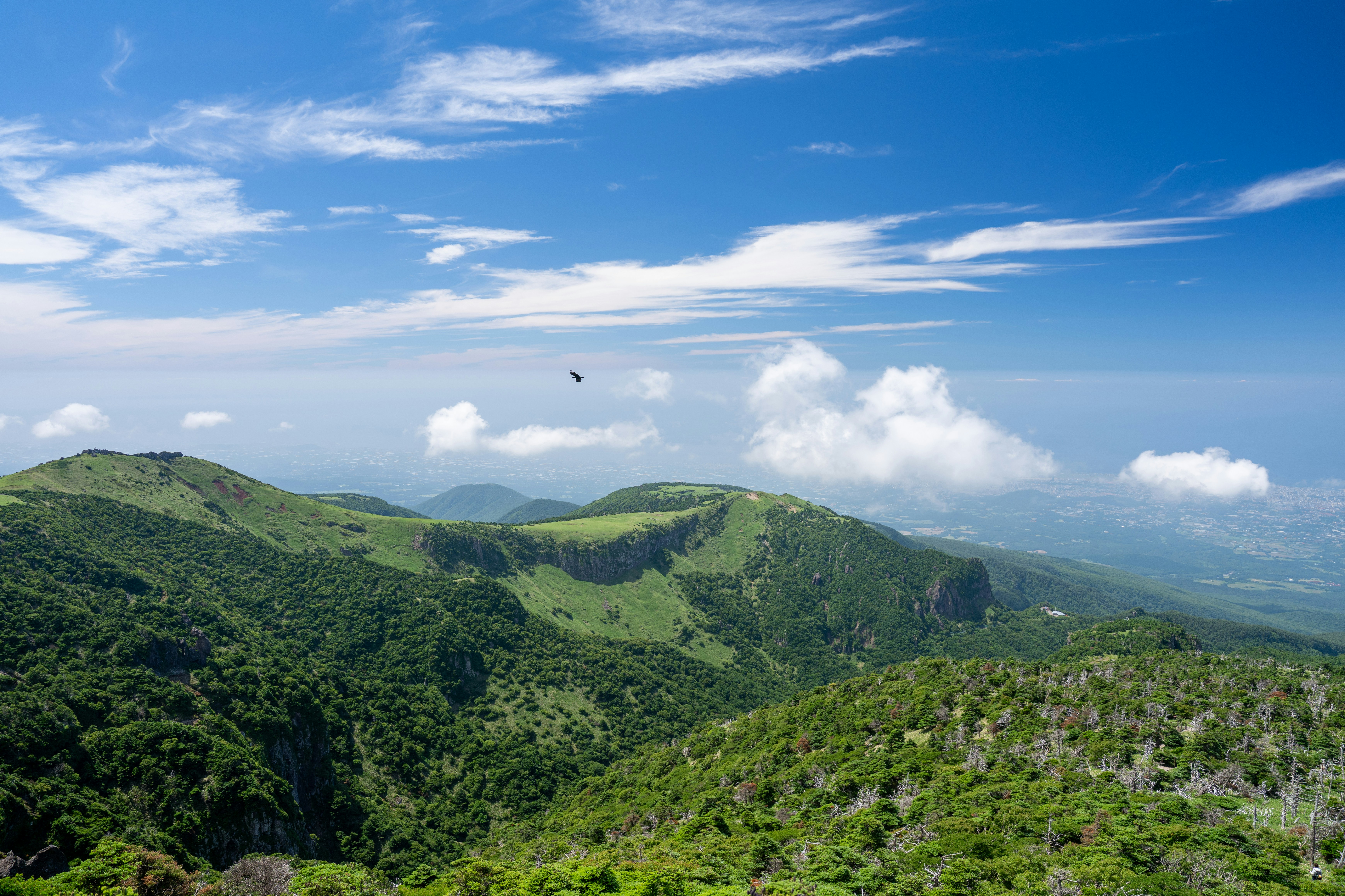 Windward Ridge: A Vast Green Panorama with a Soaring Bird