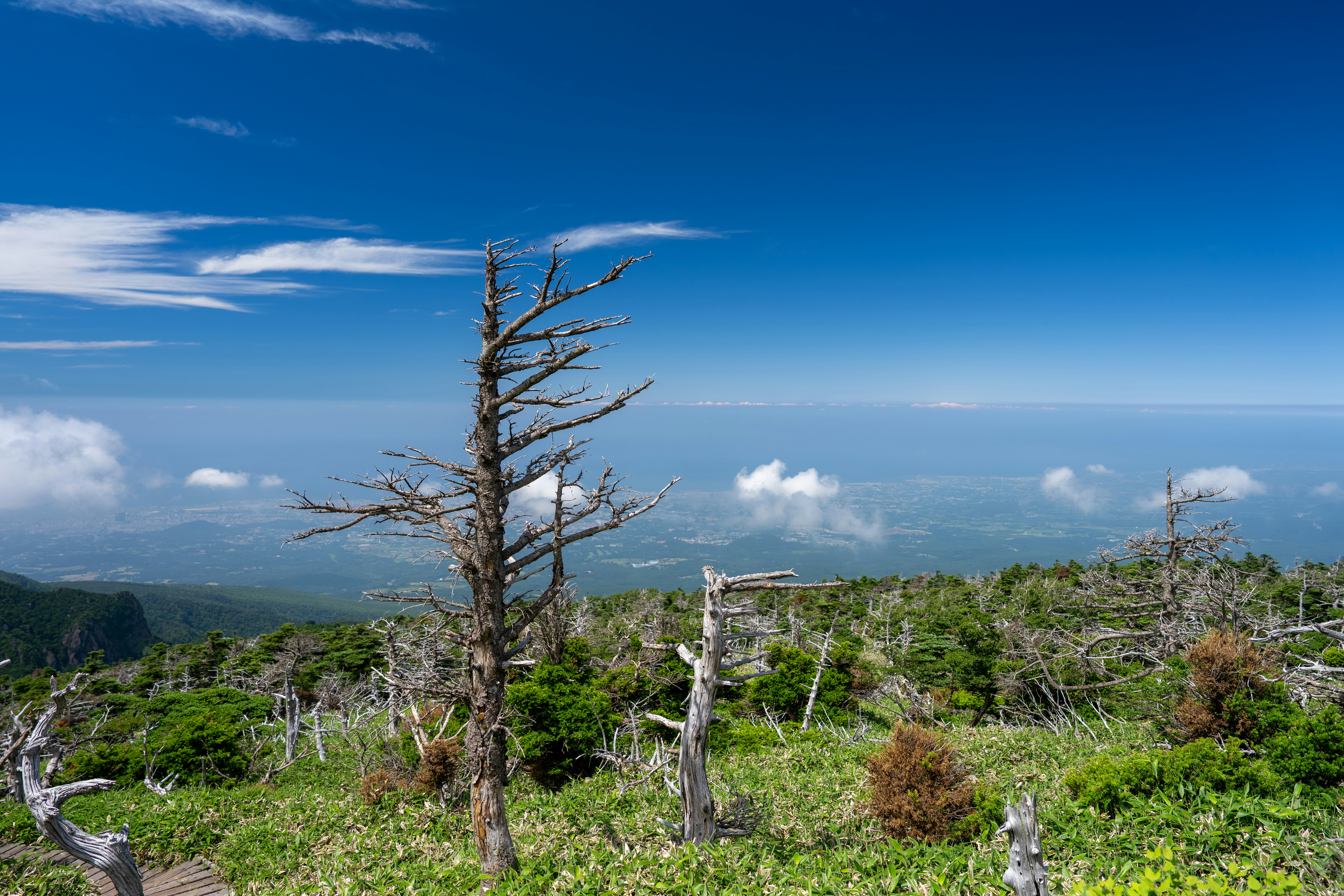 Barren Lichens and Pines at the Edge of the Cloud Bank