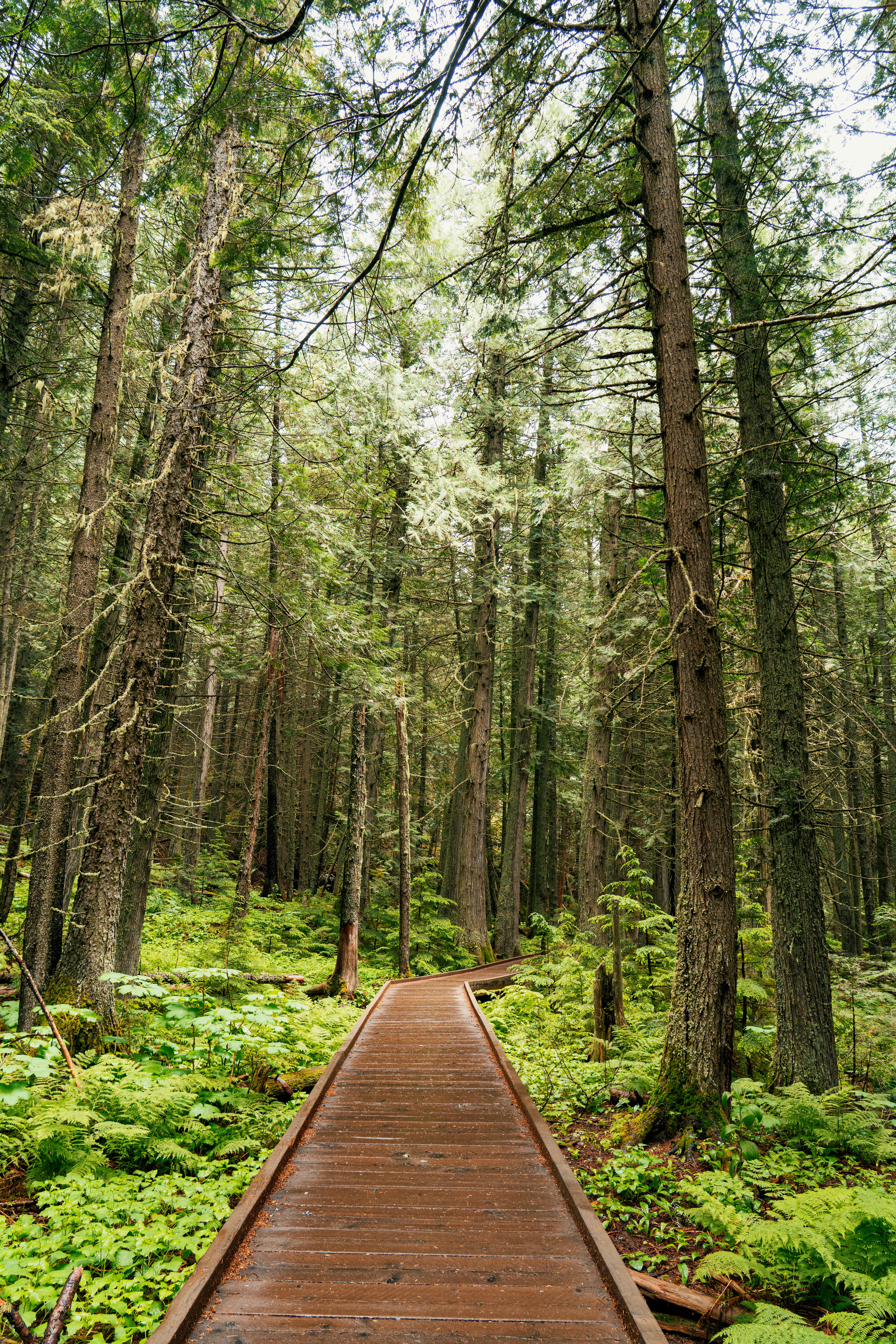 Path Through the Verdant Cathedral