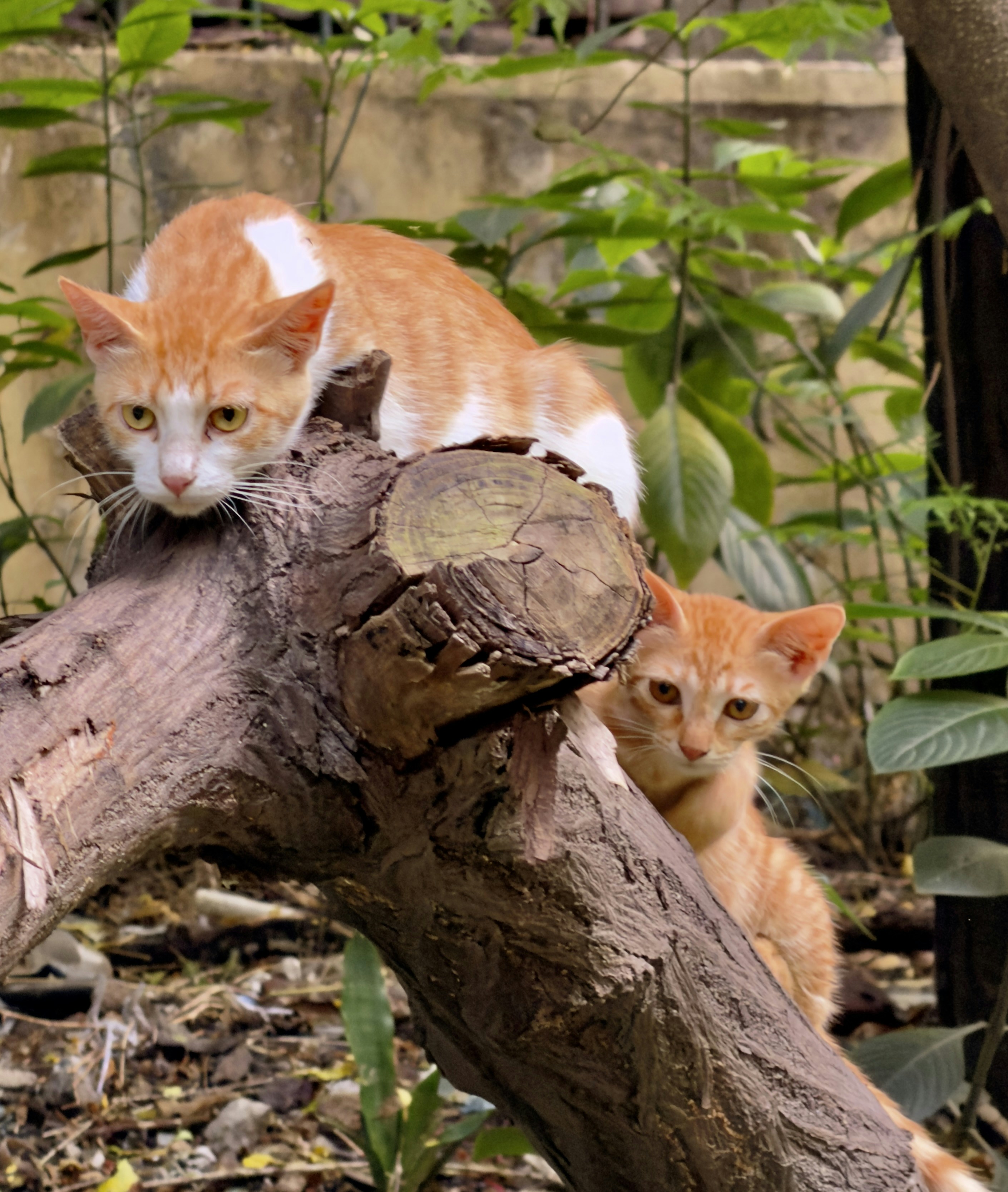 Two orange kittens on a fallen log in a garden