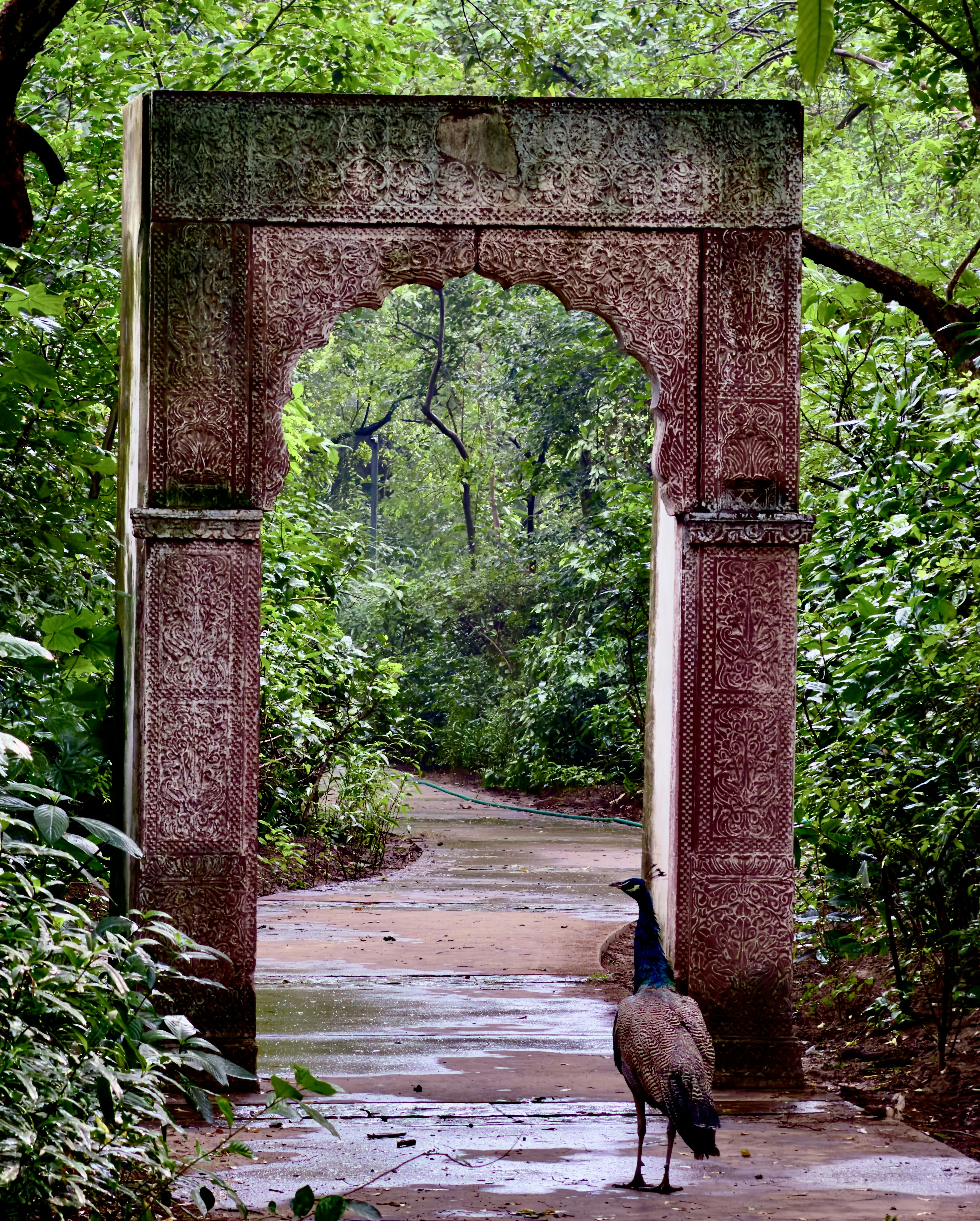 Gate to the Quiet Path: A Peacock’s Pause
