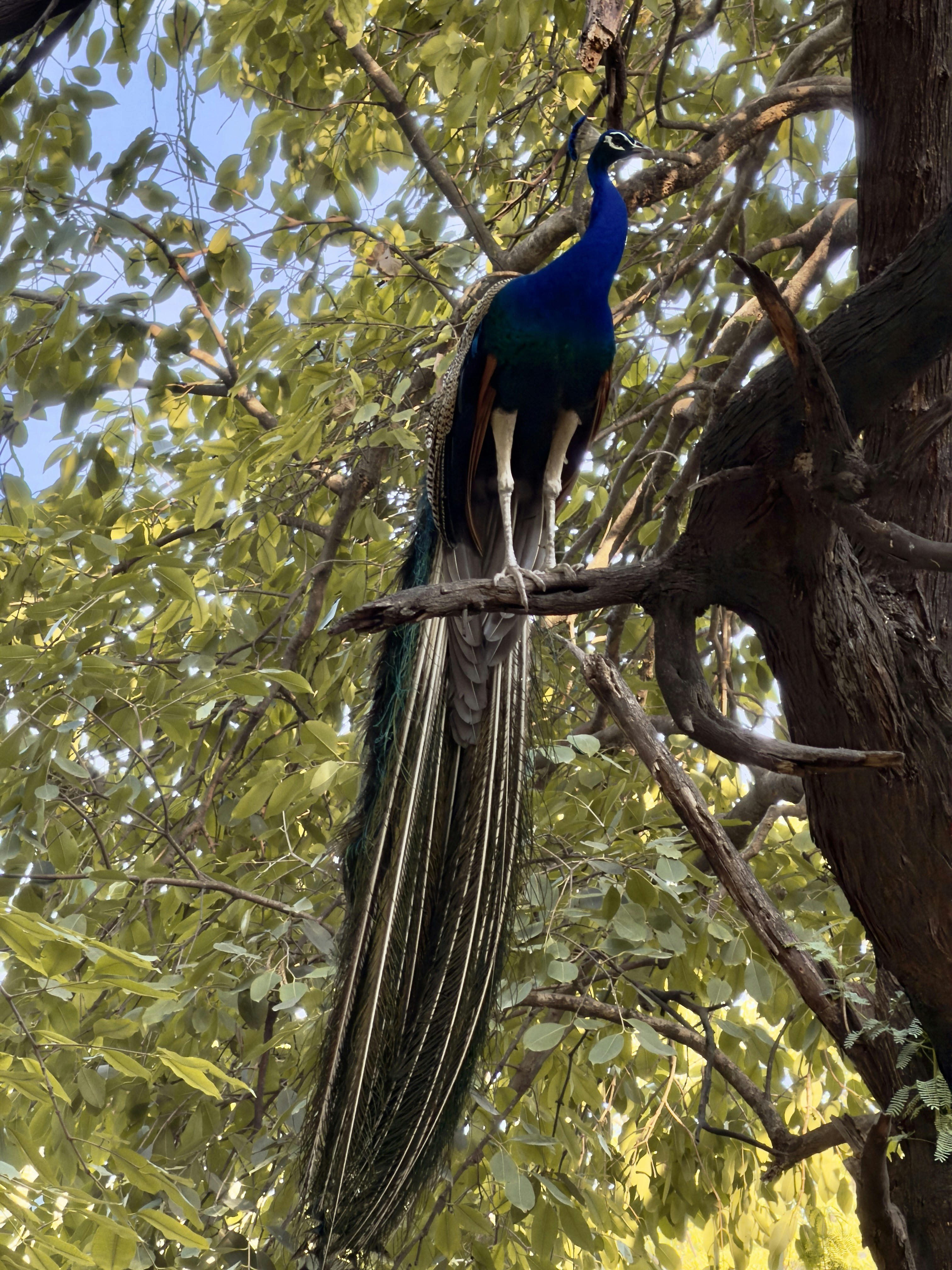Emerald Crown on a Prime Branch