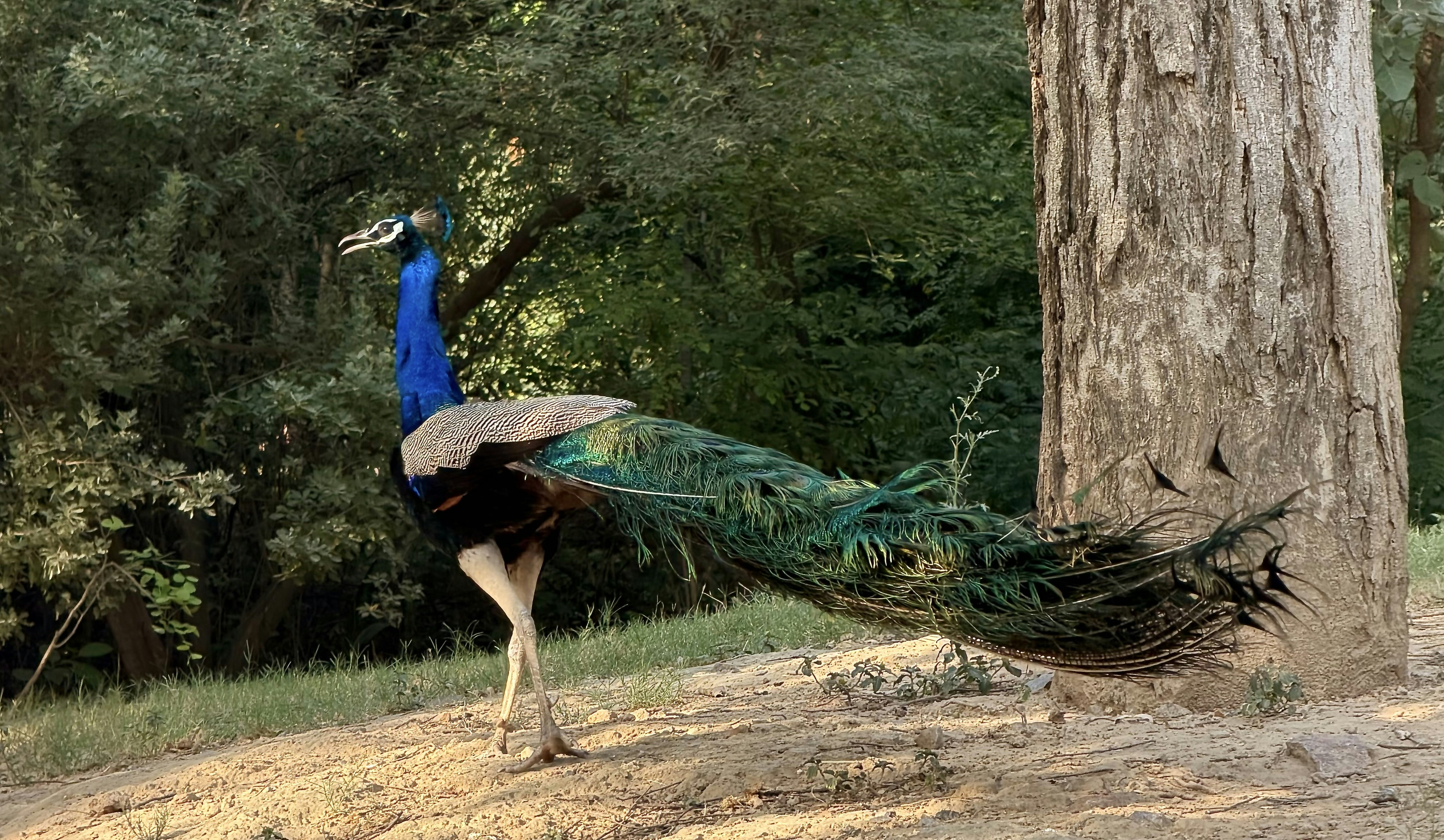 Emerald Crest in the Shade: A Strutting Peacock at Forest Edge