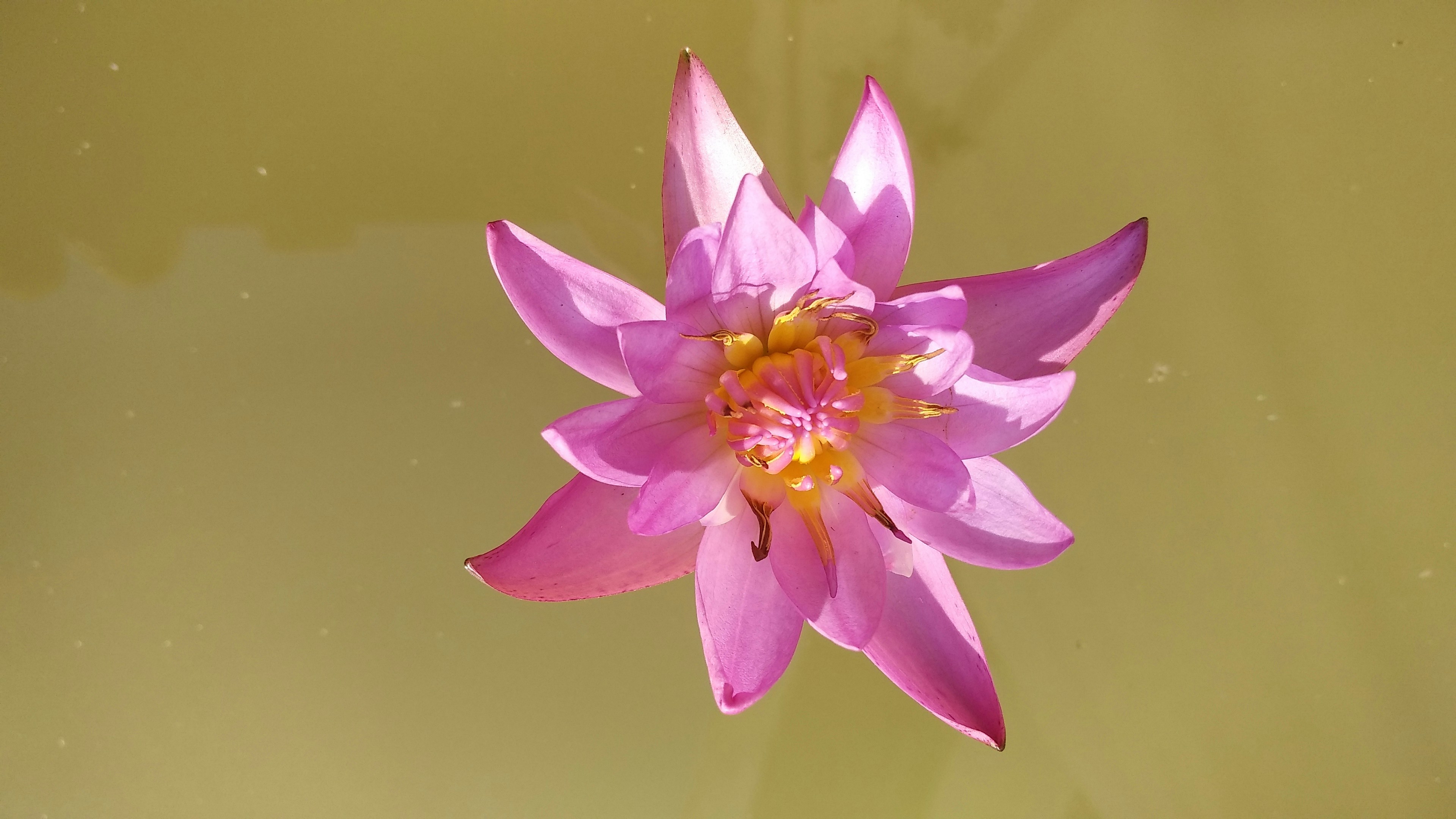 Pink water-lily blaze: a solitary bloom breaking the murky green mirror