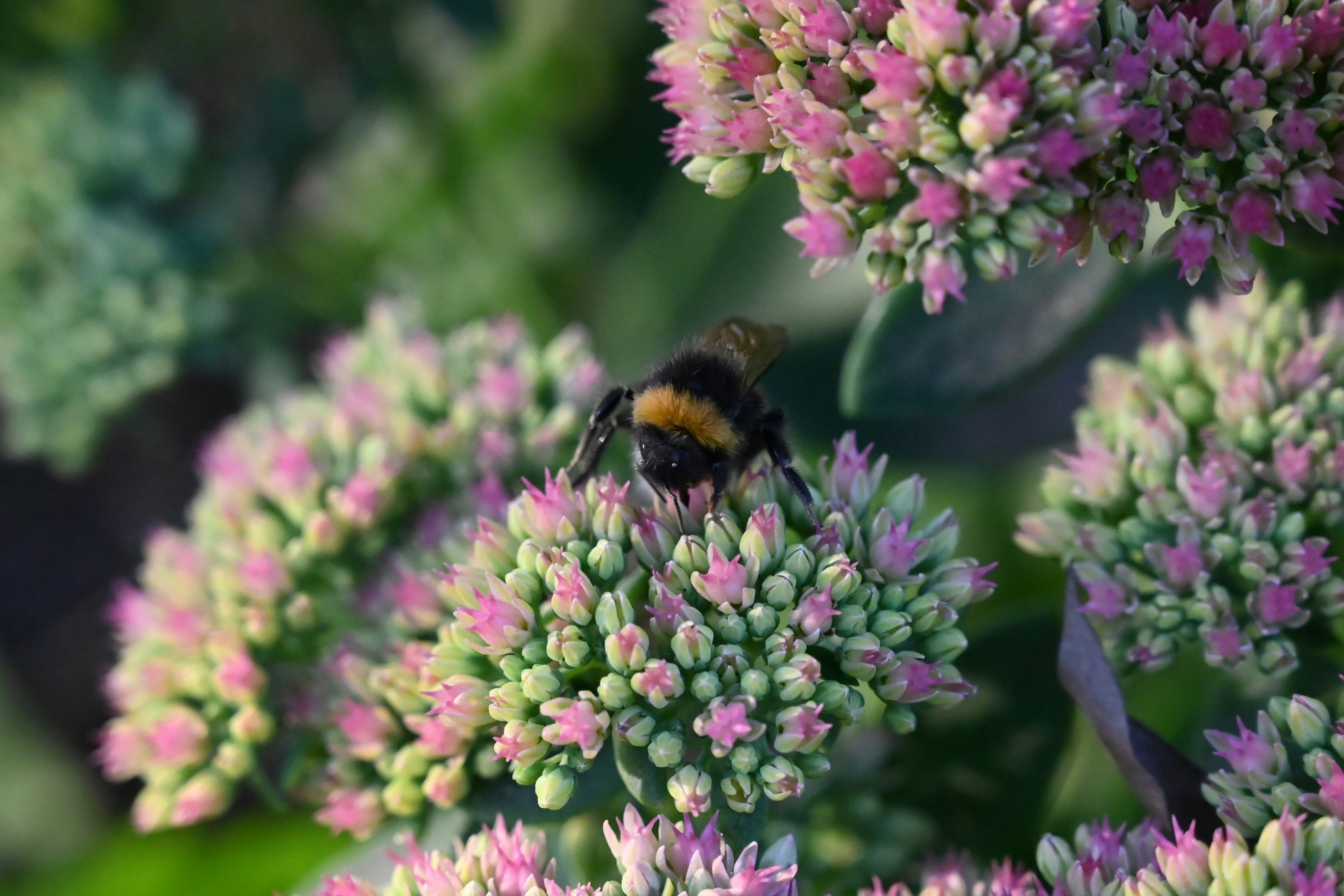 Bee on pastel pink hydrangea blooms in soft garden light