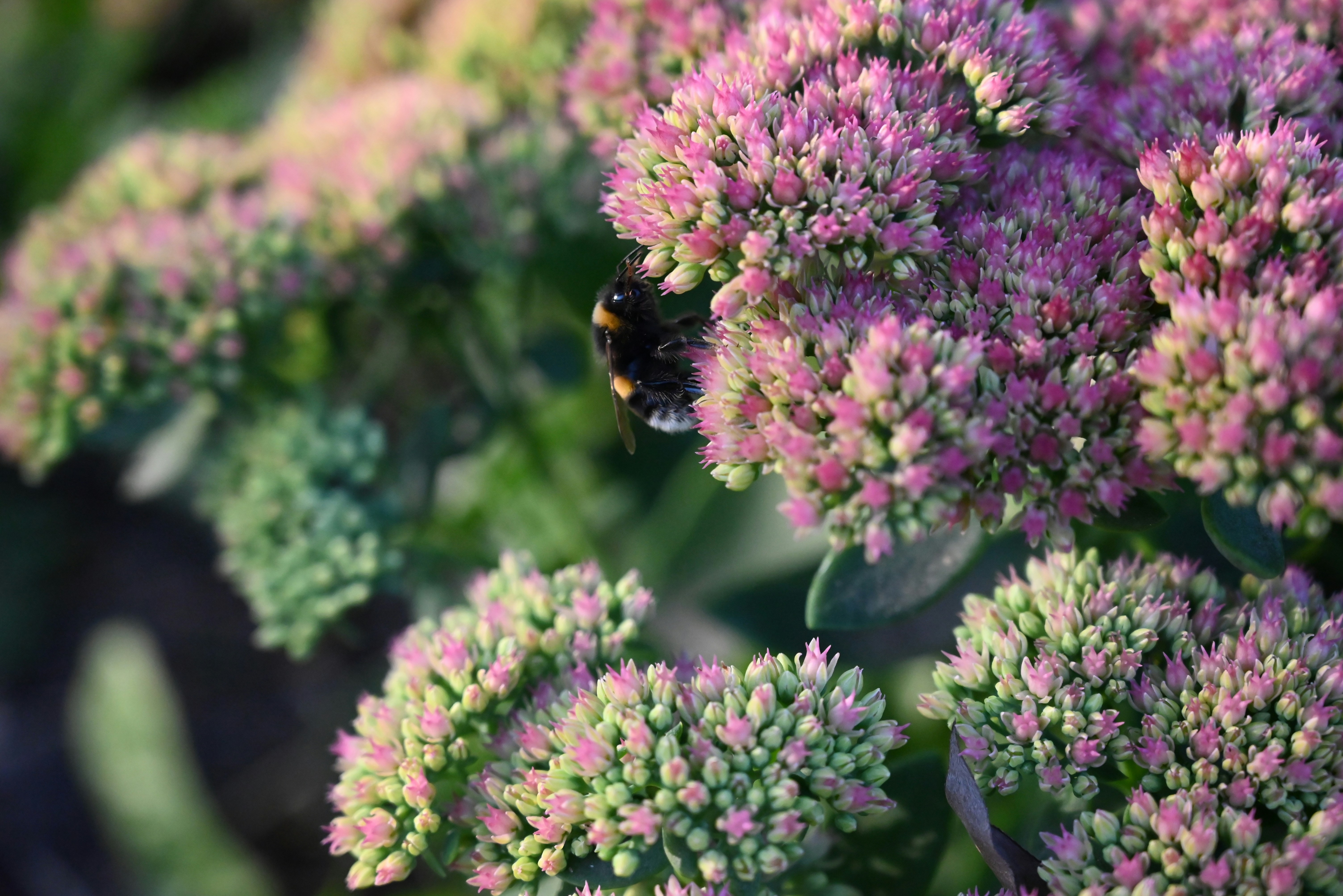 Bumblebee Hidden in a Lavender Dawn