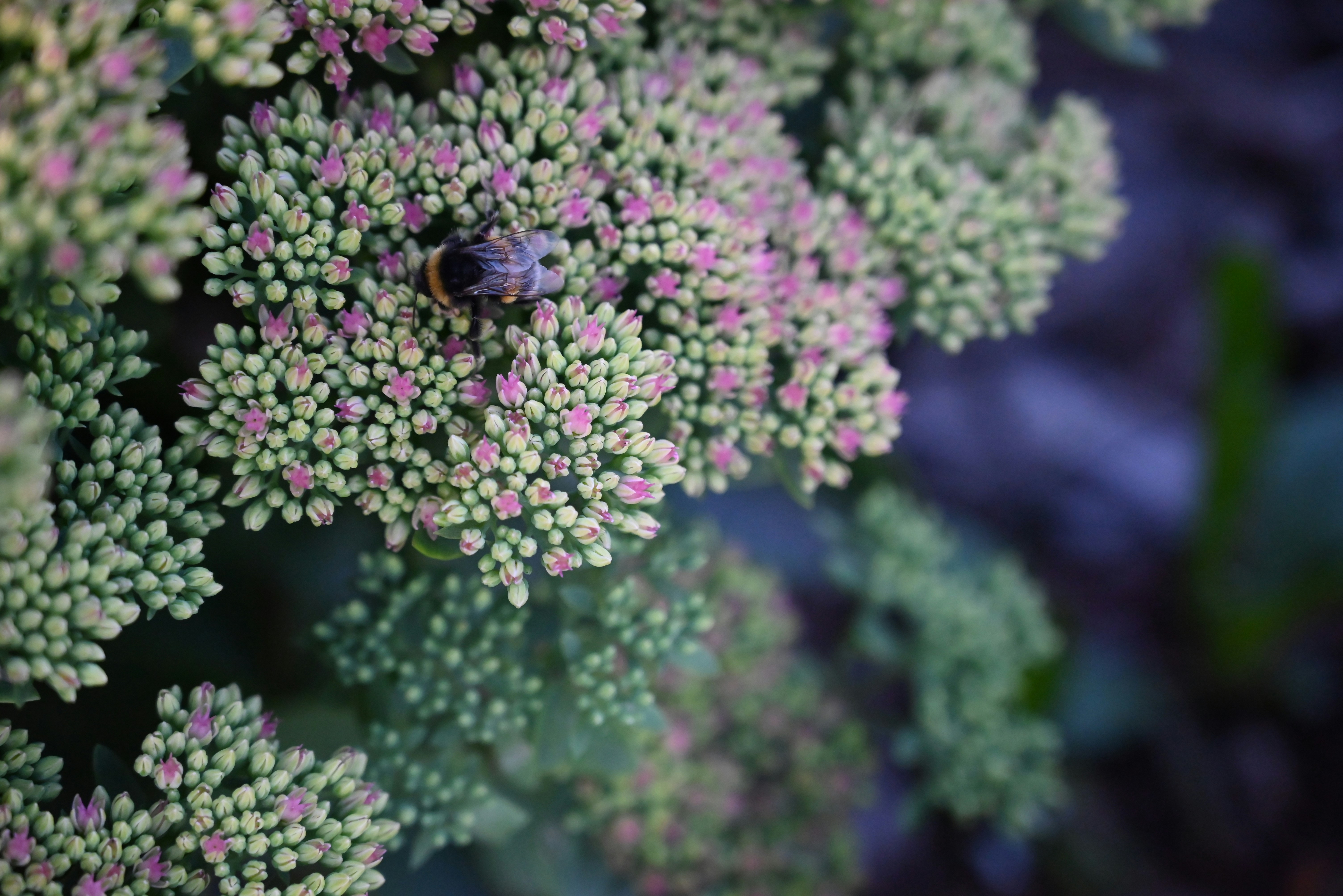 Bee among the Buds: Macro Moment in Bloom