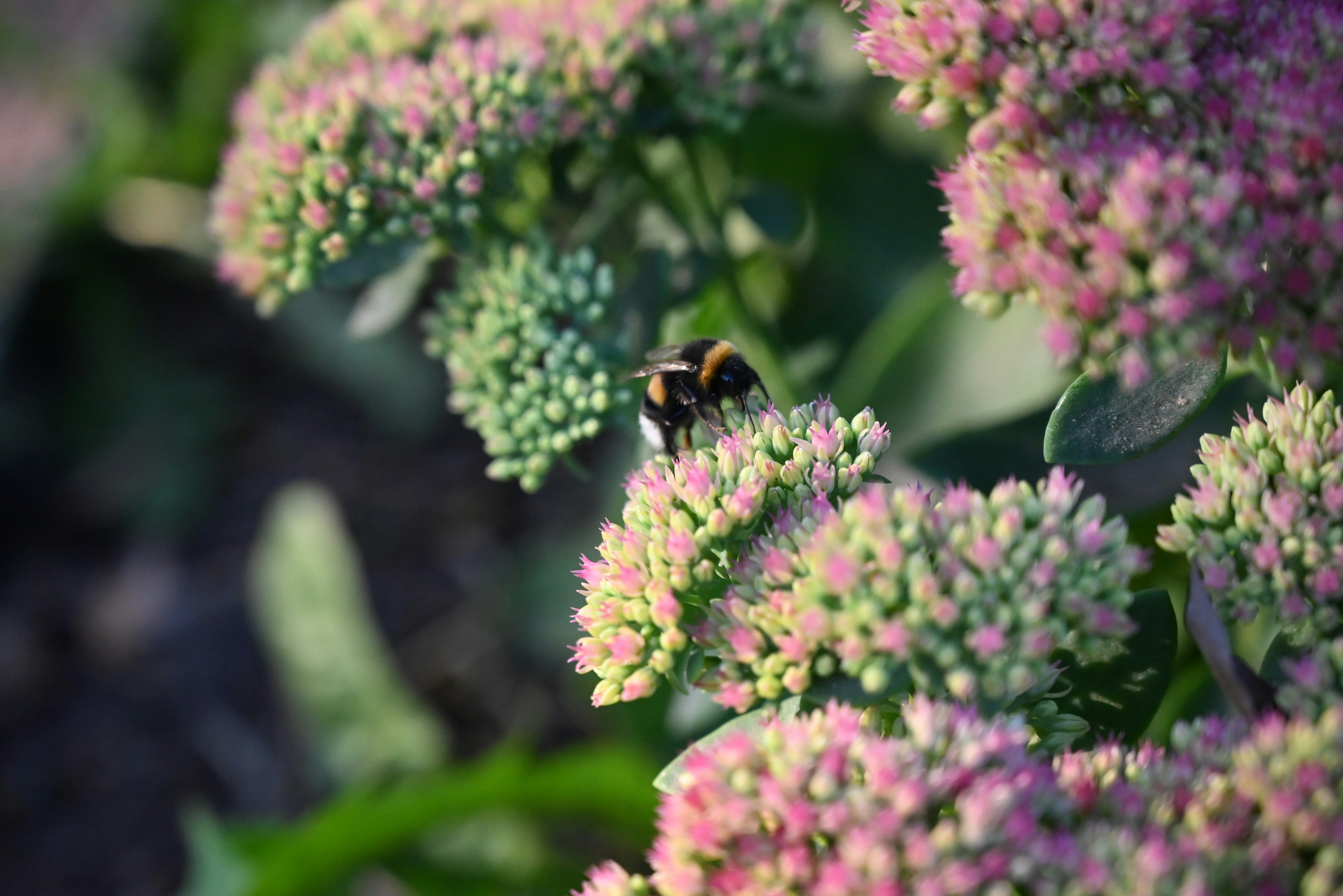 Buzz Among the Blush: A Bee on Pale Pink Queen Anne's Lace