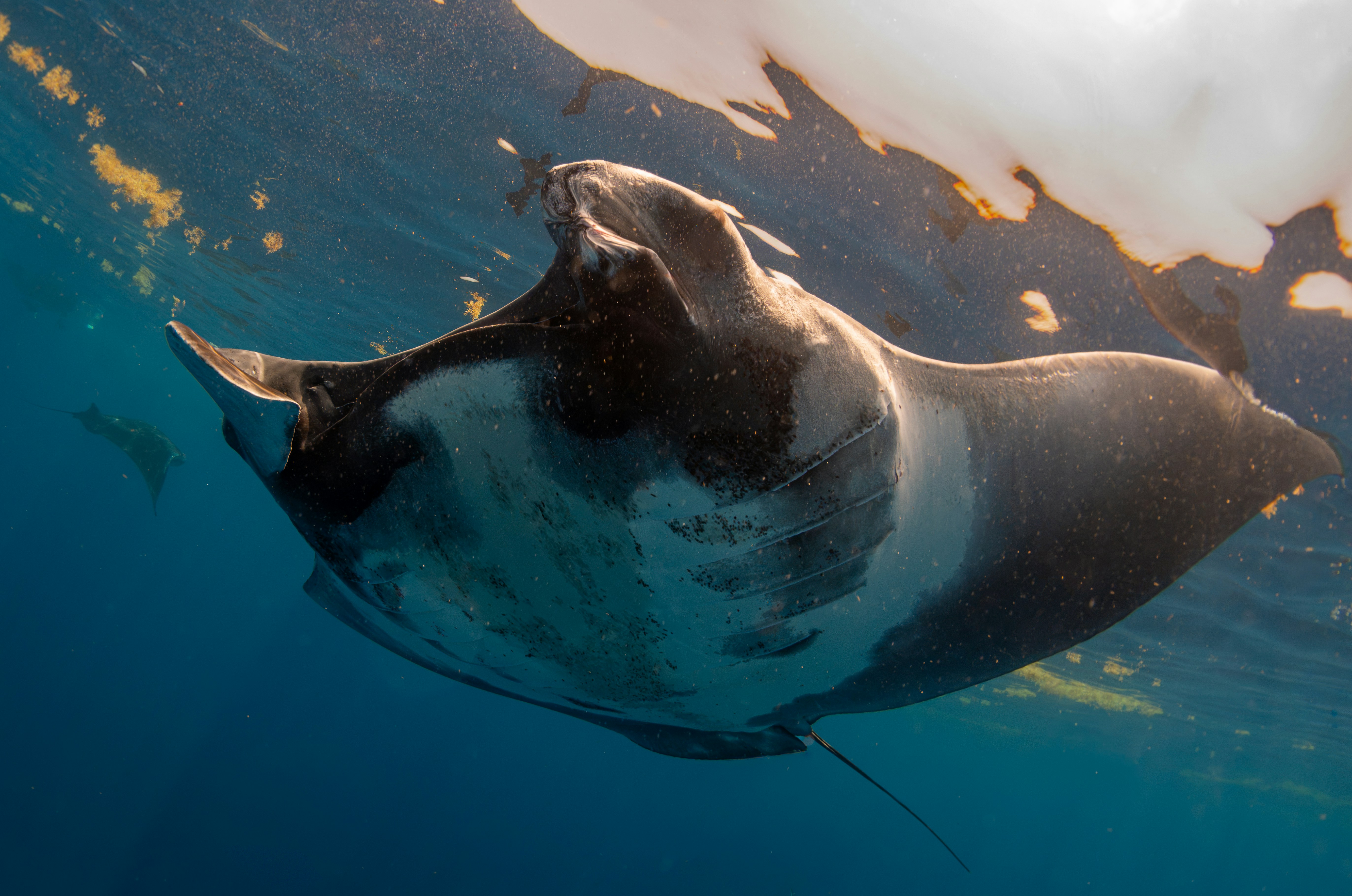  Glide of the Oceanic Umbrella: A Manta Ray Passes Beneath