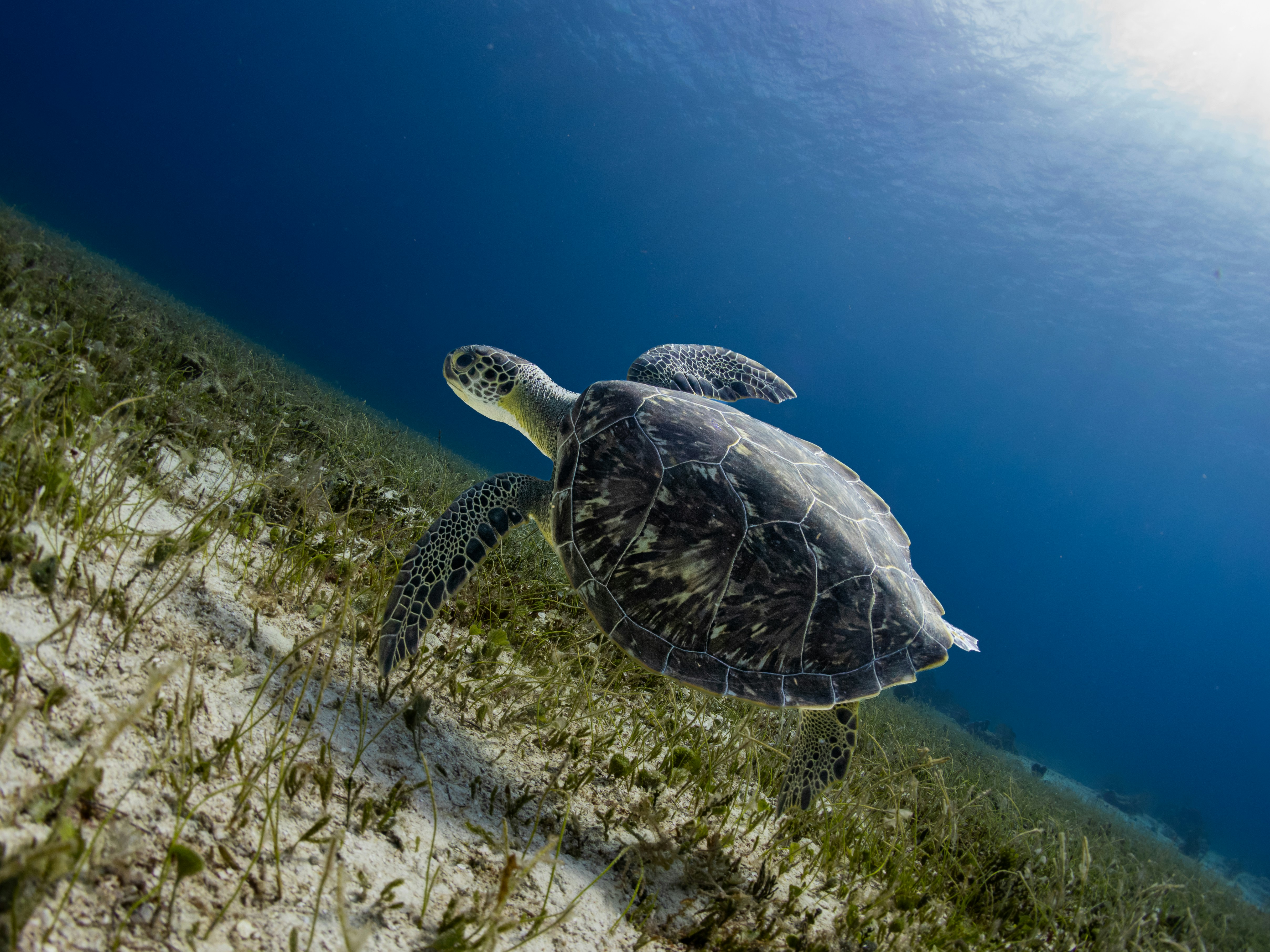 Oceanic Glide: Green Sea Turtle Patrols a Seagrass Meadow