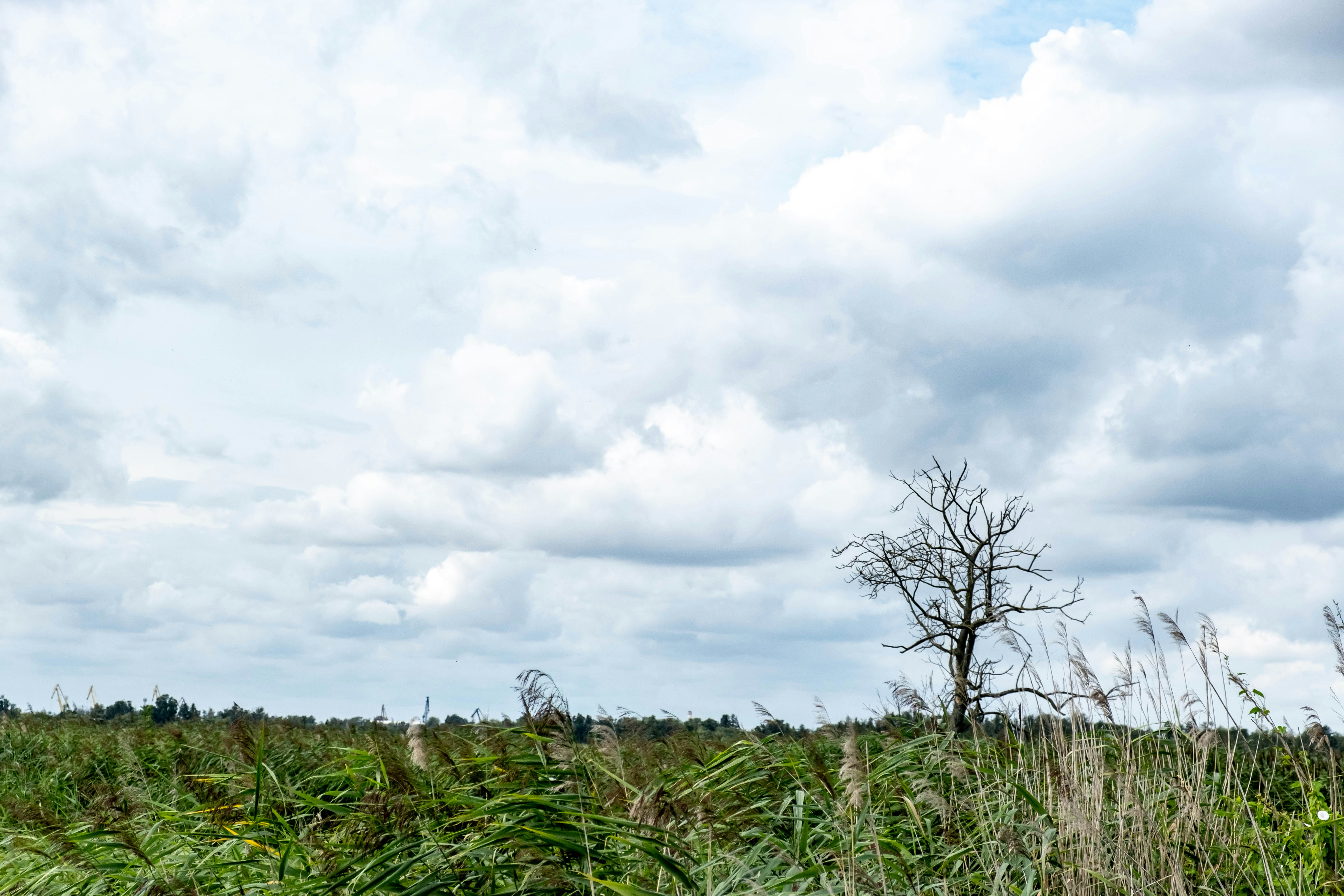  solitary windswept tree on a grassy plain under expansive sky
