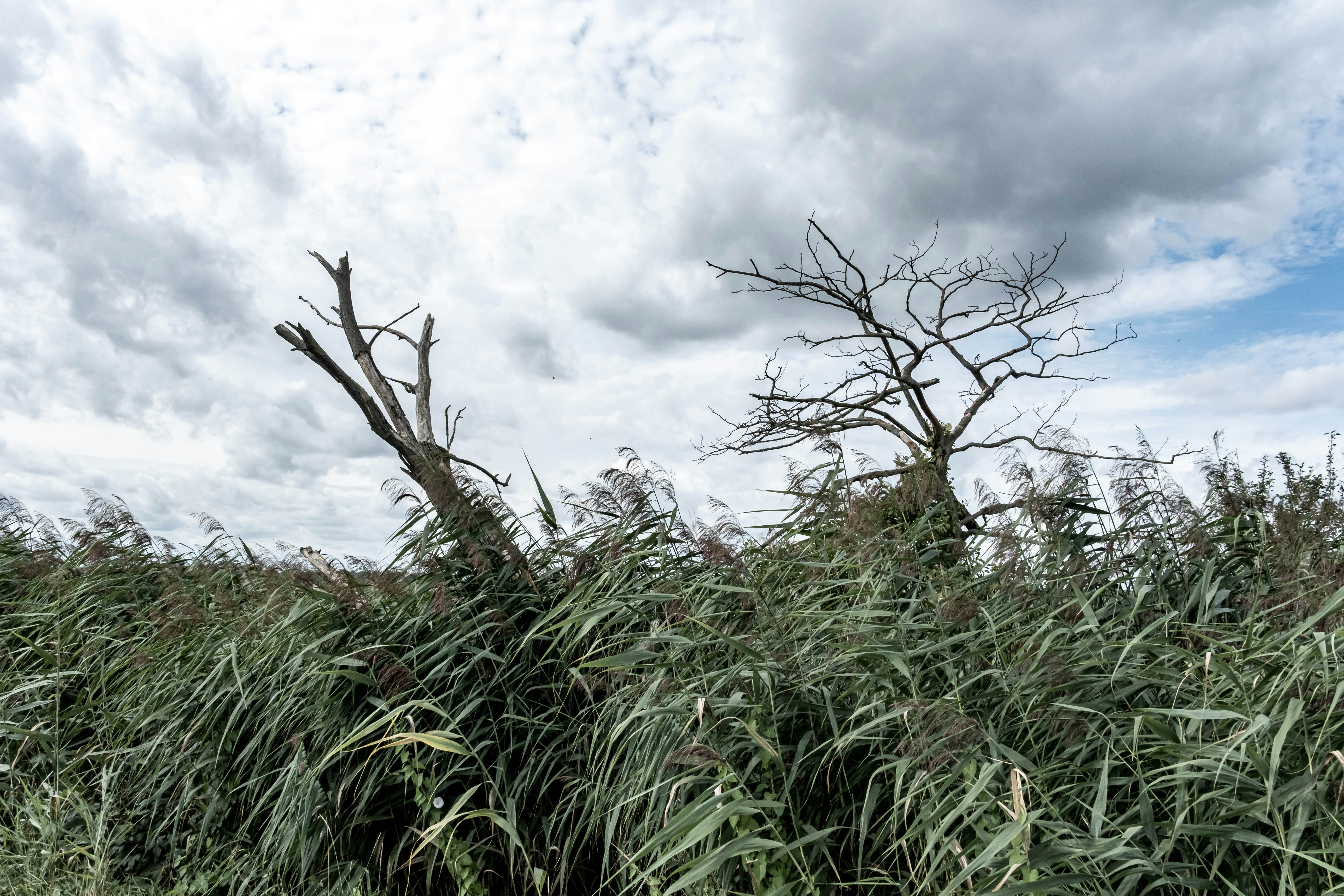 Bent sentinels amid a sea of reeds under a shifting sky