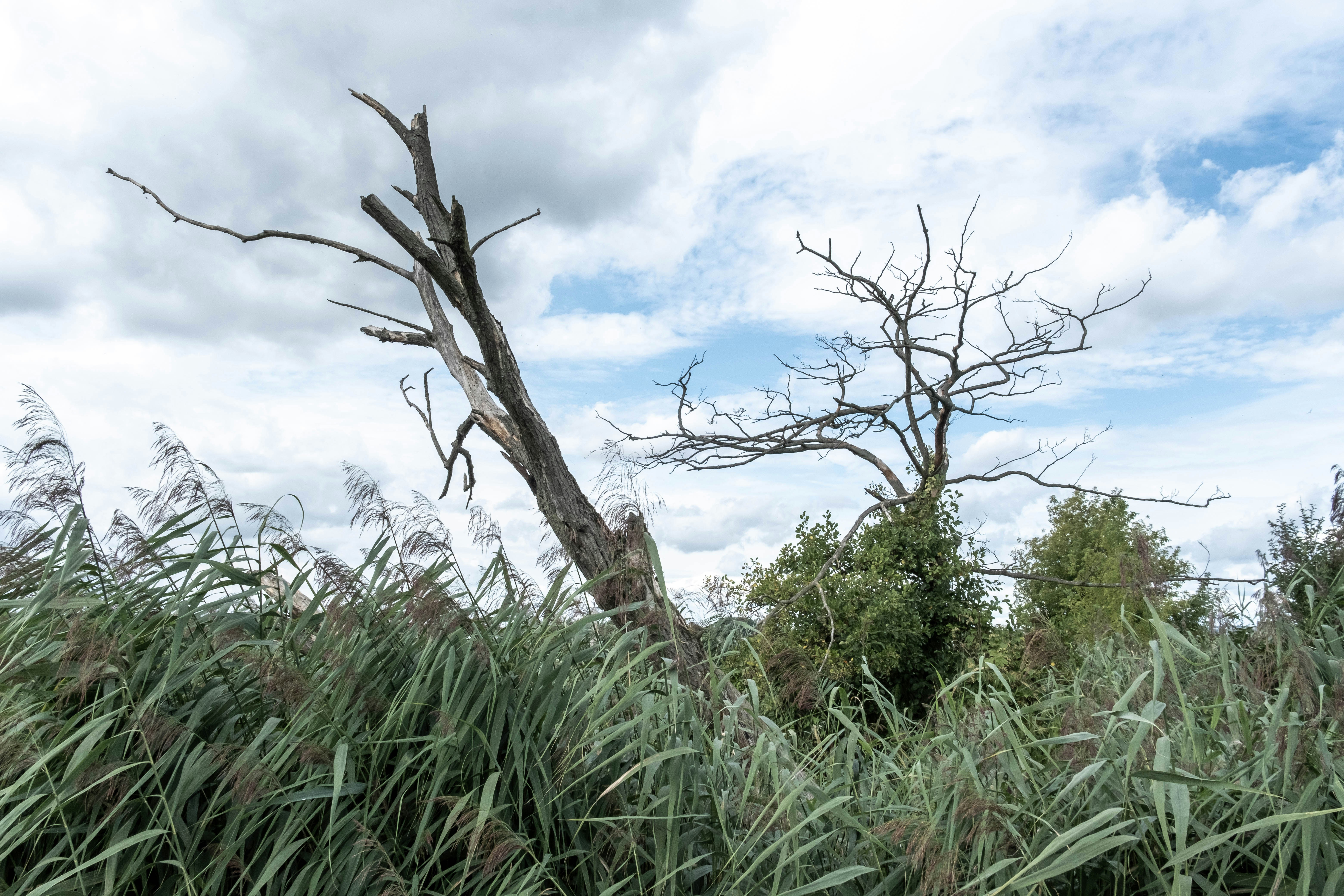 Dead Tree Sentinel Above a Field of Reeds