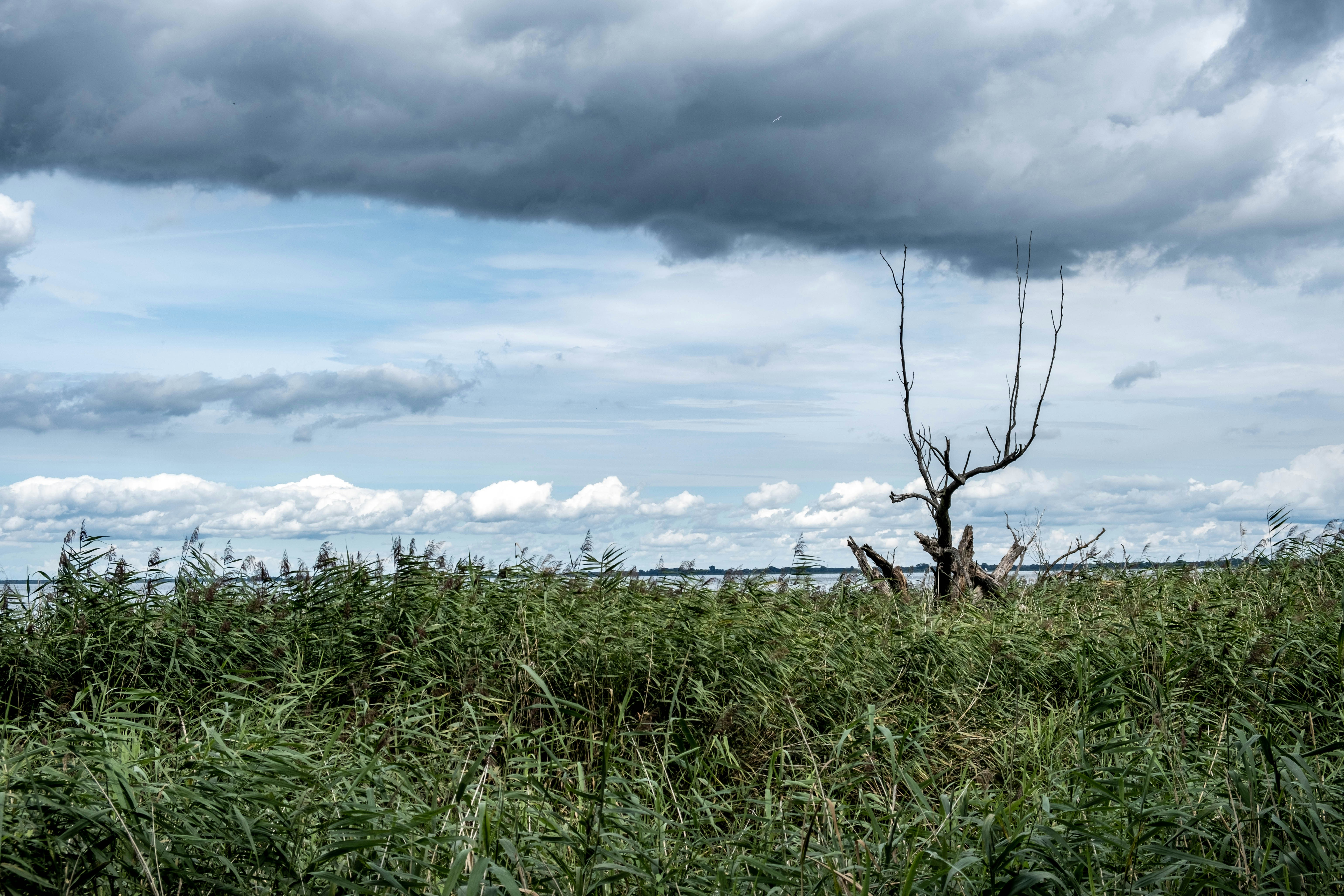 The Lone Branch Against a Wide Prairie Sky