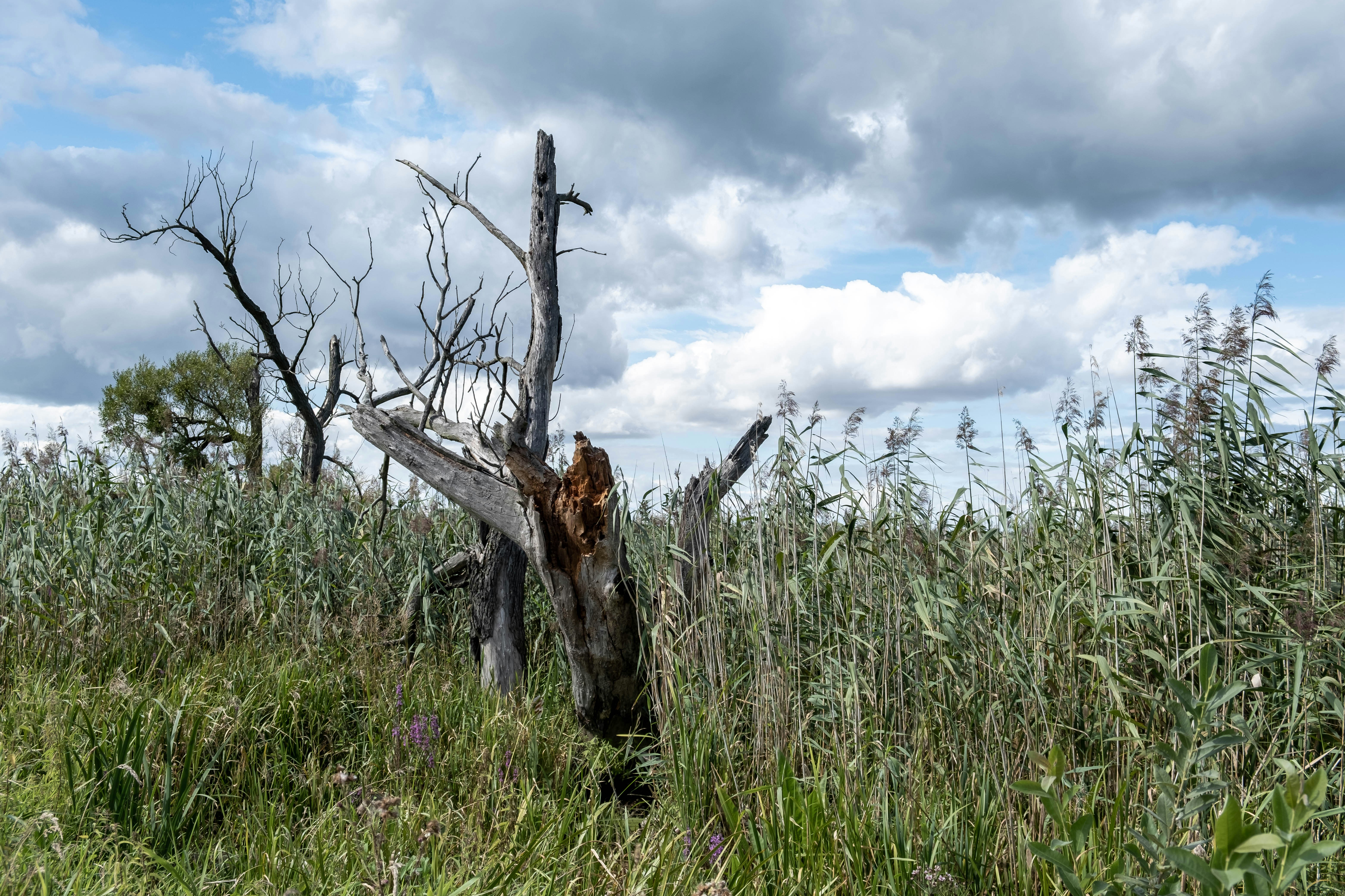 Deadwood Sentinel Standing Against a Wind-Swept Prairie