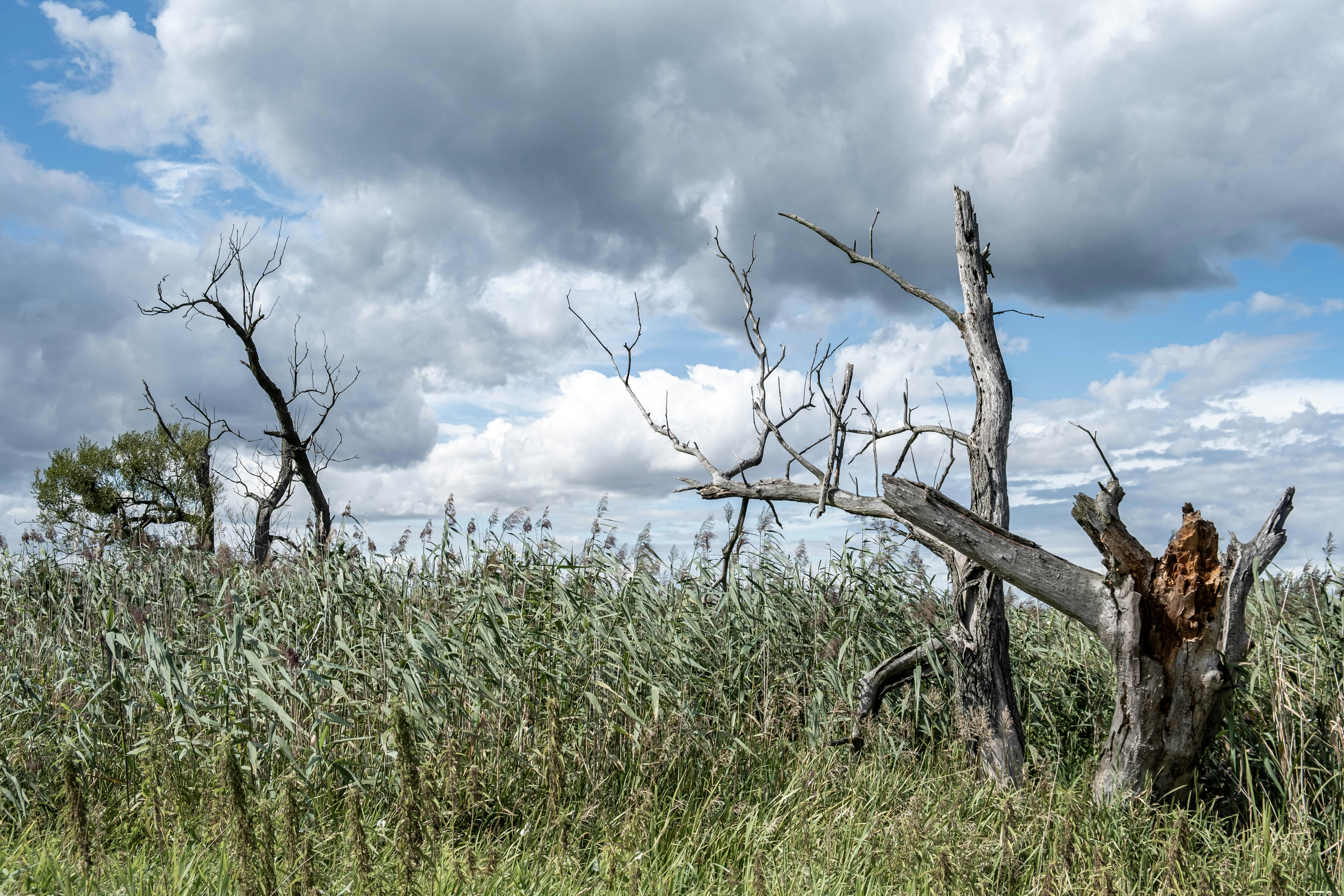 Whispering Pines of the Marsh: A Weathered Remnant Against a Sky