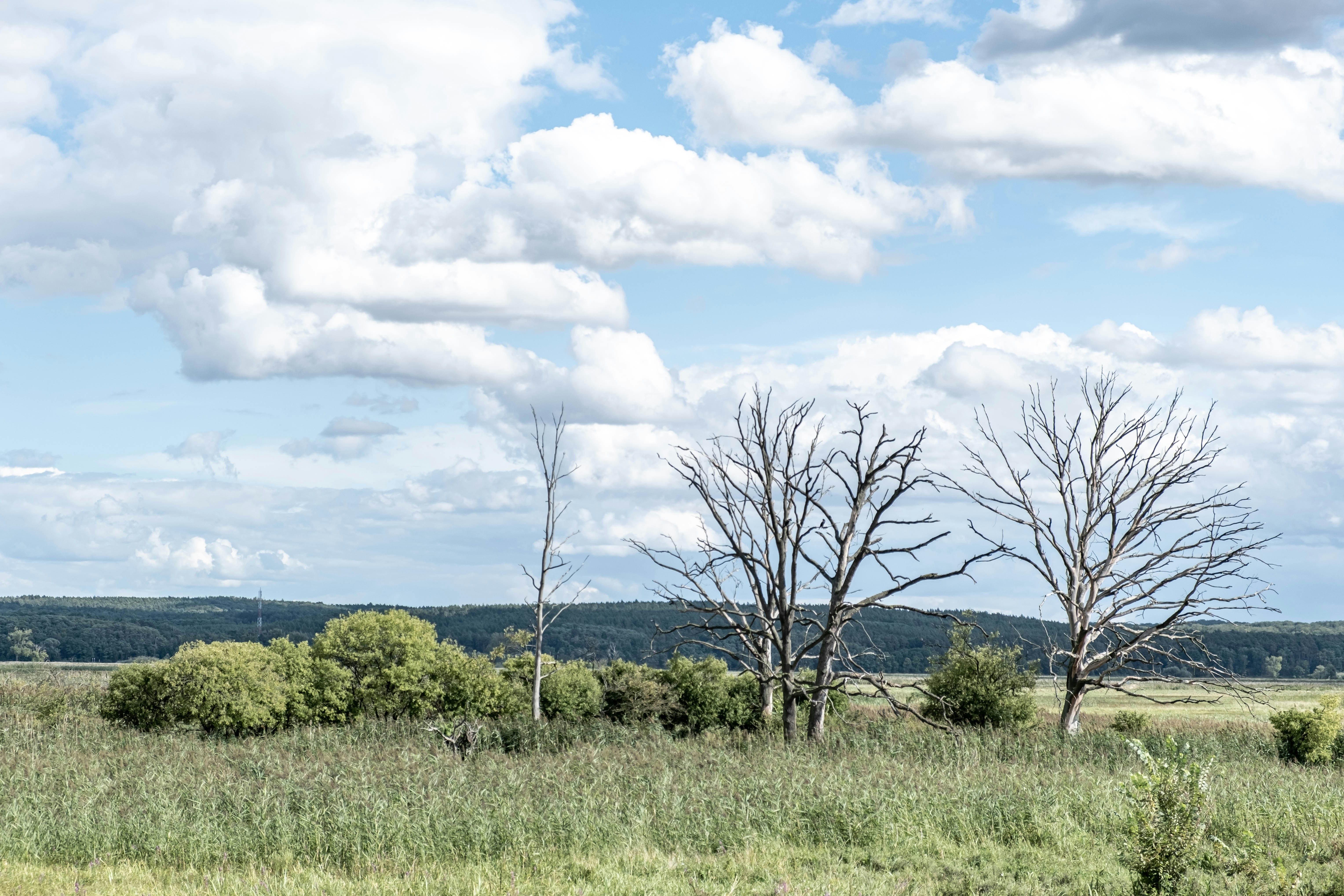 Open grassland with a small cluster of bare trees under a bright, partly cloudy sky; a calm landscape emphasizing wide horizon and rural serenity.